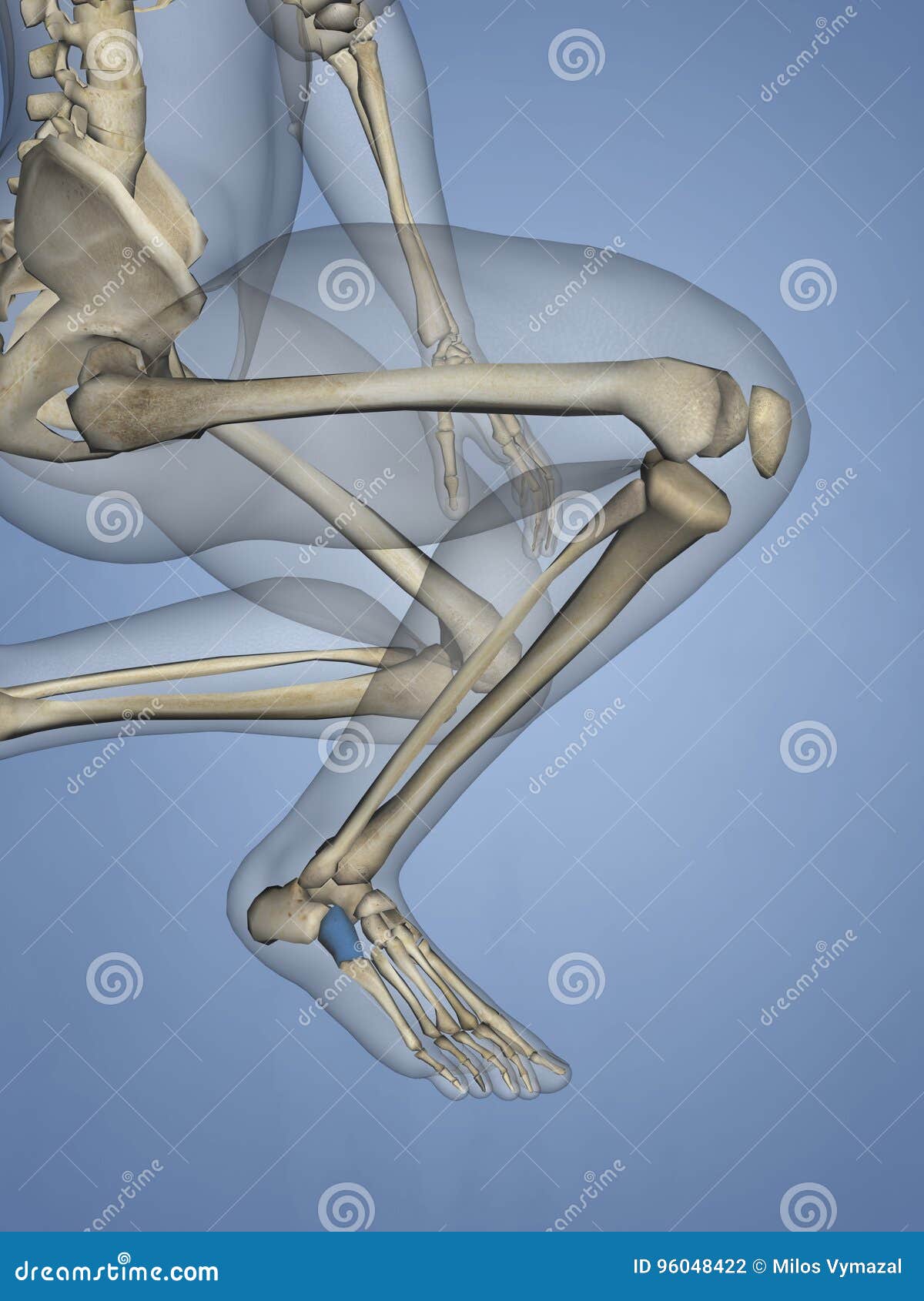 Cuboid Bone, 3D Model stock illustration. Illustration of figure - 96048422