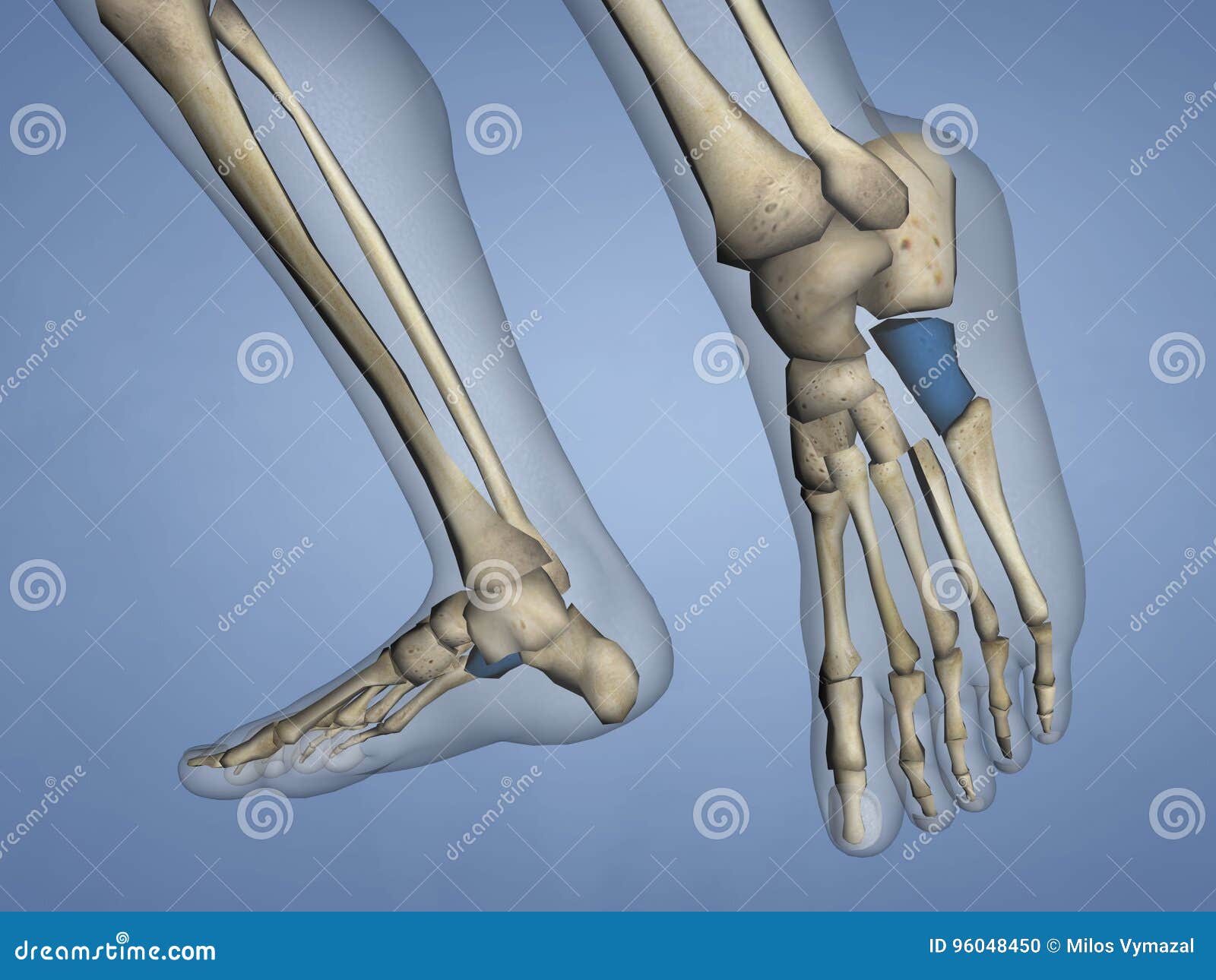 Cuboid Bone, 3D Model stock illustration. Illustration of human - 96048450