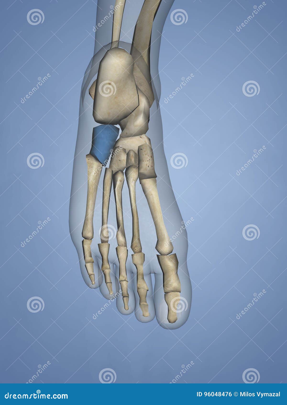Cuboid Bone, 3D Model stock illustration. Illustration of foot - 96048476