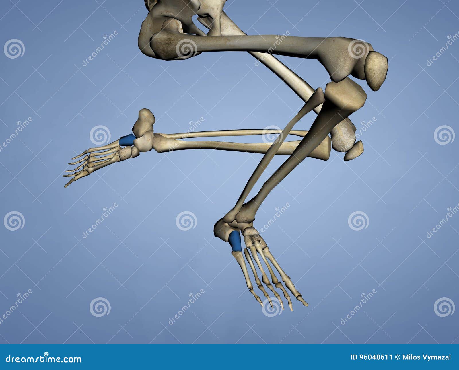 Cuboid Bone, 3D Model stock illustration. Illustration of cuboid - 96048611