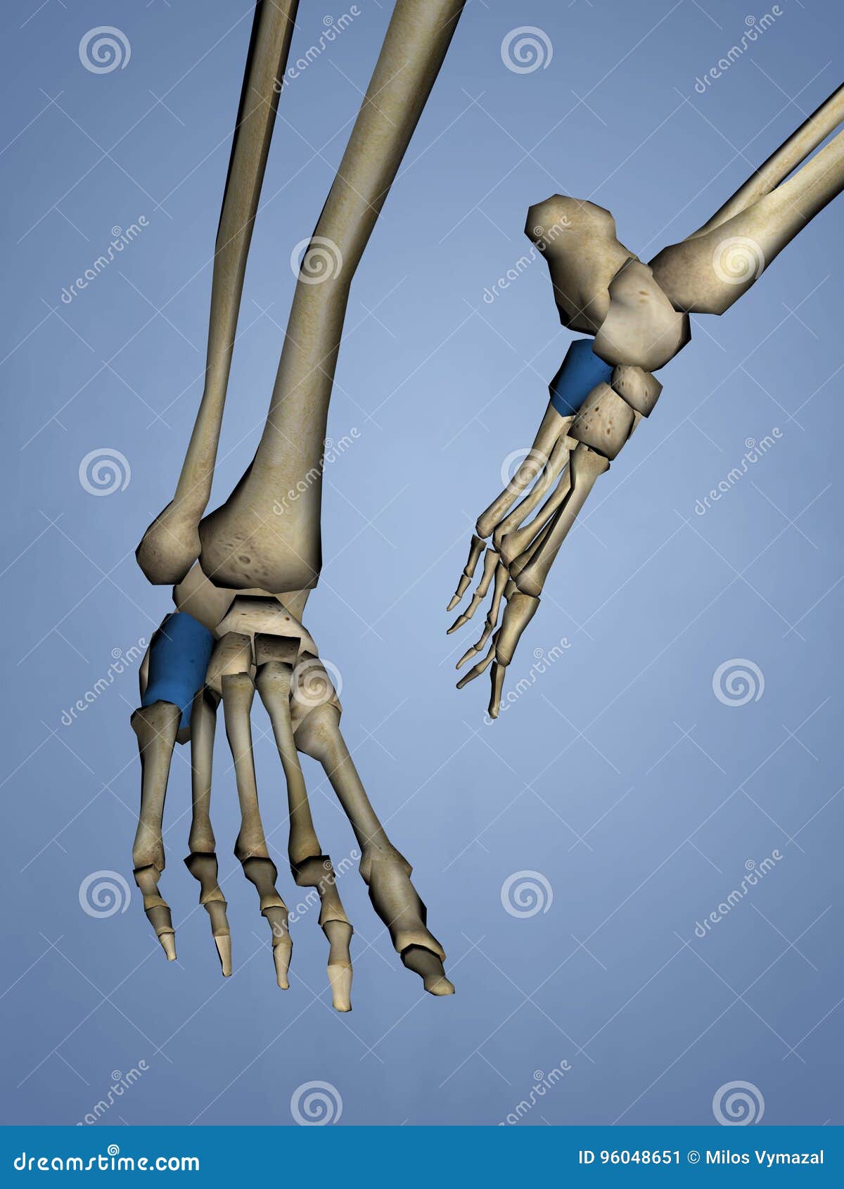 Cuboid Bone, 3D Model stock illustration. Illustration of anatomy ...