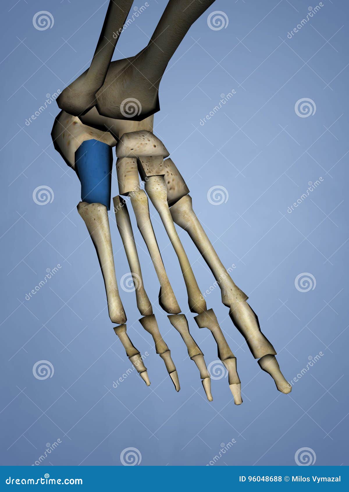 Cuboid Bone, 3D Model stock illustration. Illustration of cuboid - 96048688