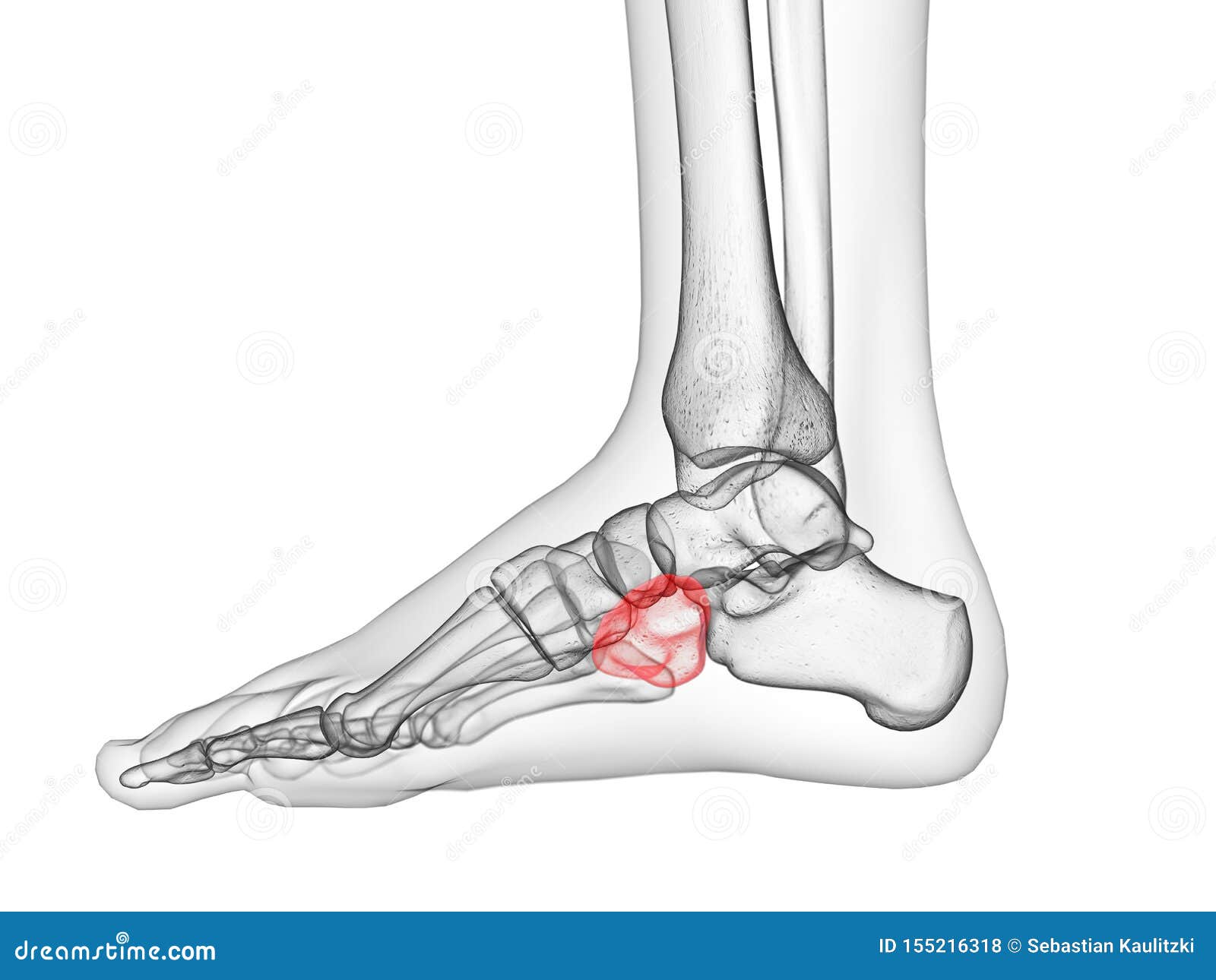 The cuboid bone stock illustration. Illustration of artwork - 155216318