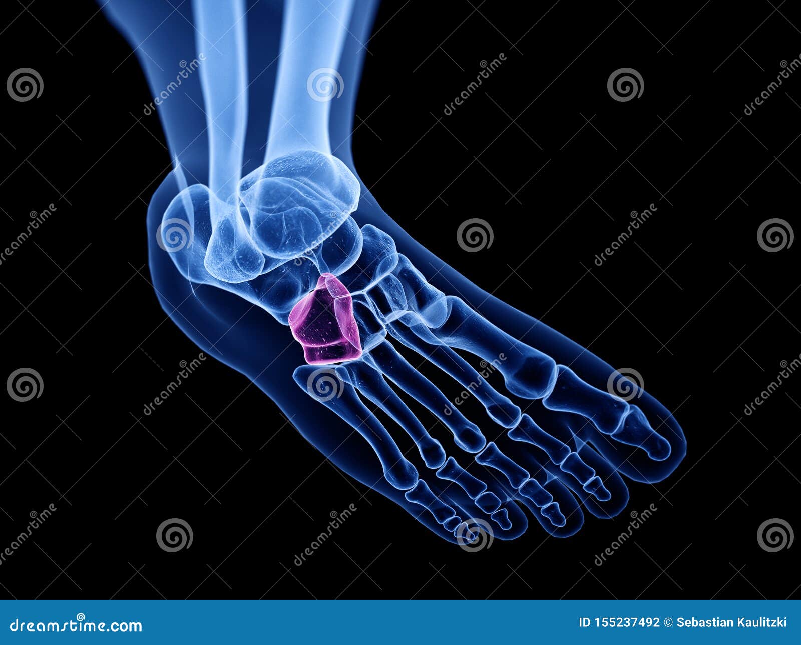 The cuboid bone stock illustration. Illustration of biology - 155237492