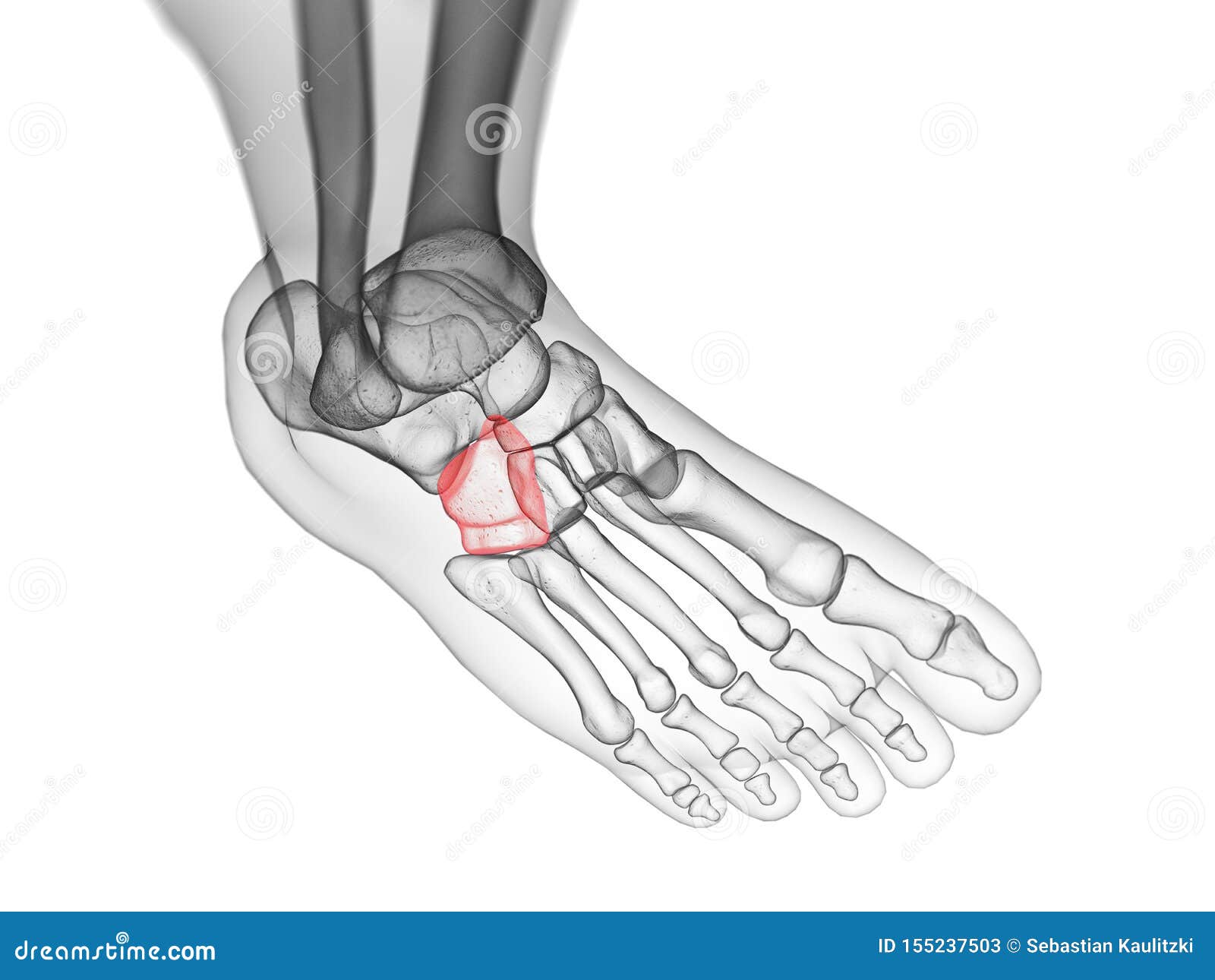 The cuboid bone stock illustration. Illustration of artwork - 155237503