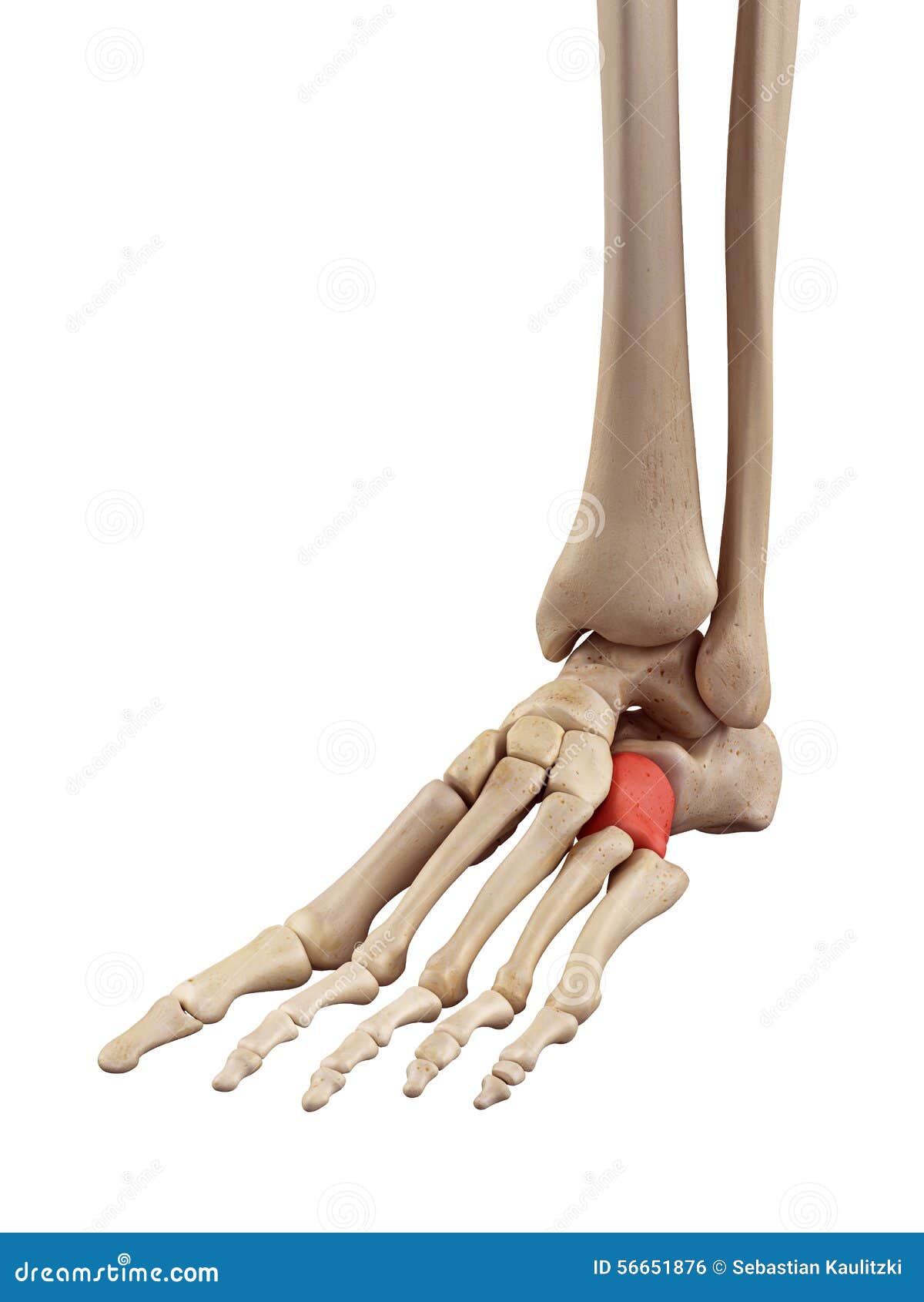 The cuboid bone stock illustration. Illustration of accurate - 56651876