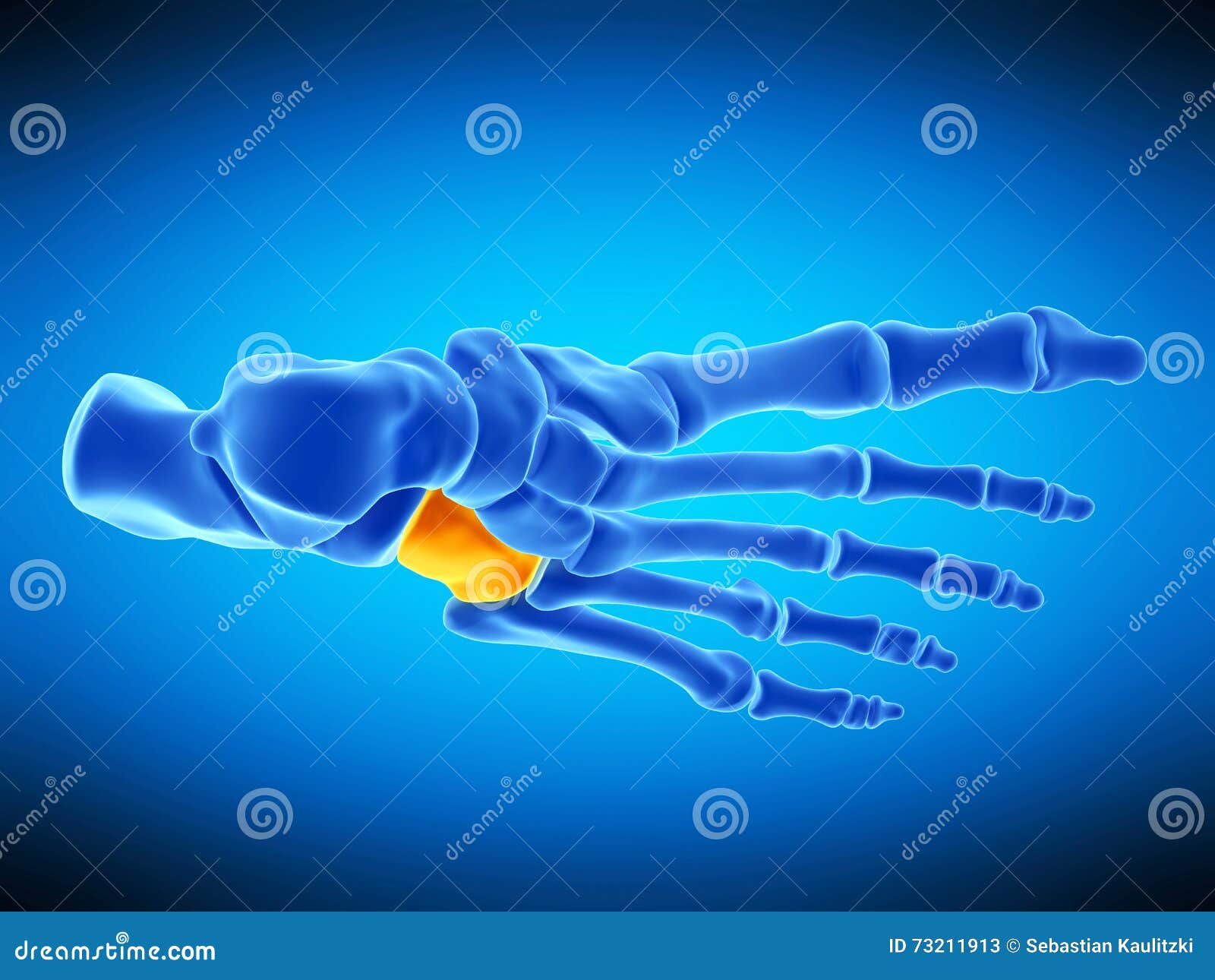 The cuboid bone stock illustration. Illustration of science - 73211913