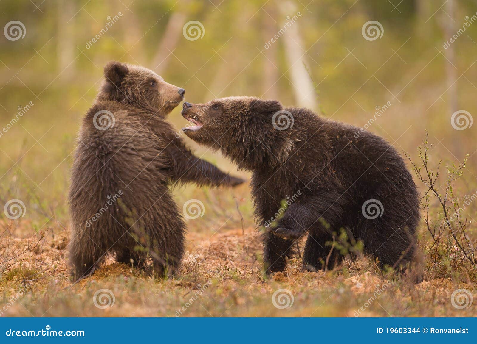 Cubs fighting stock photo. Image of mother, nature, bear - 19603344