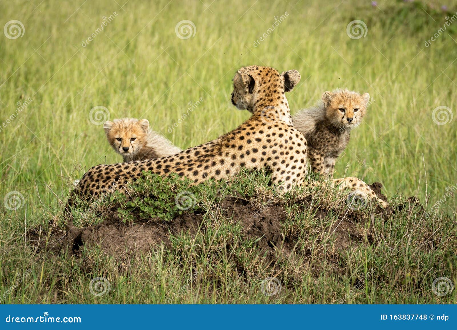 Cubs Sit Behind Mother on Termite Mound Stock Photo - Image of wildlife ...