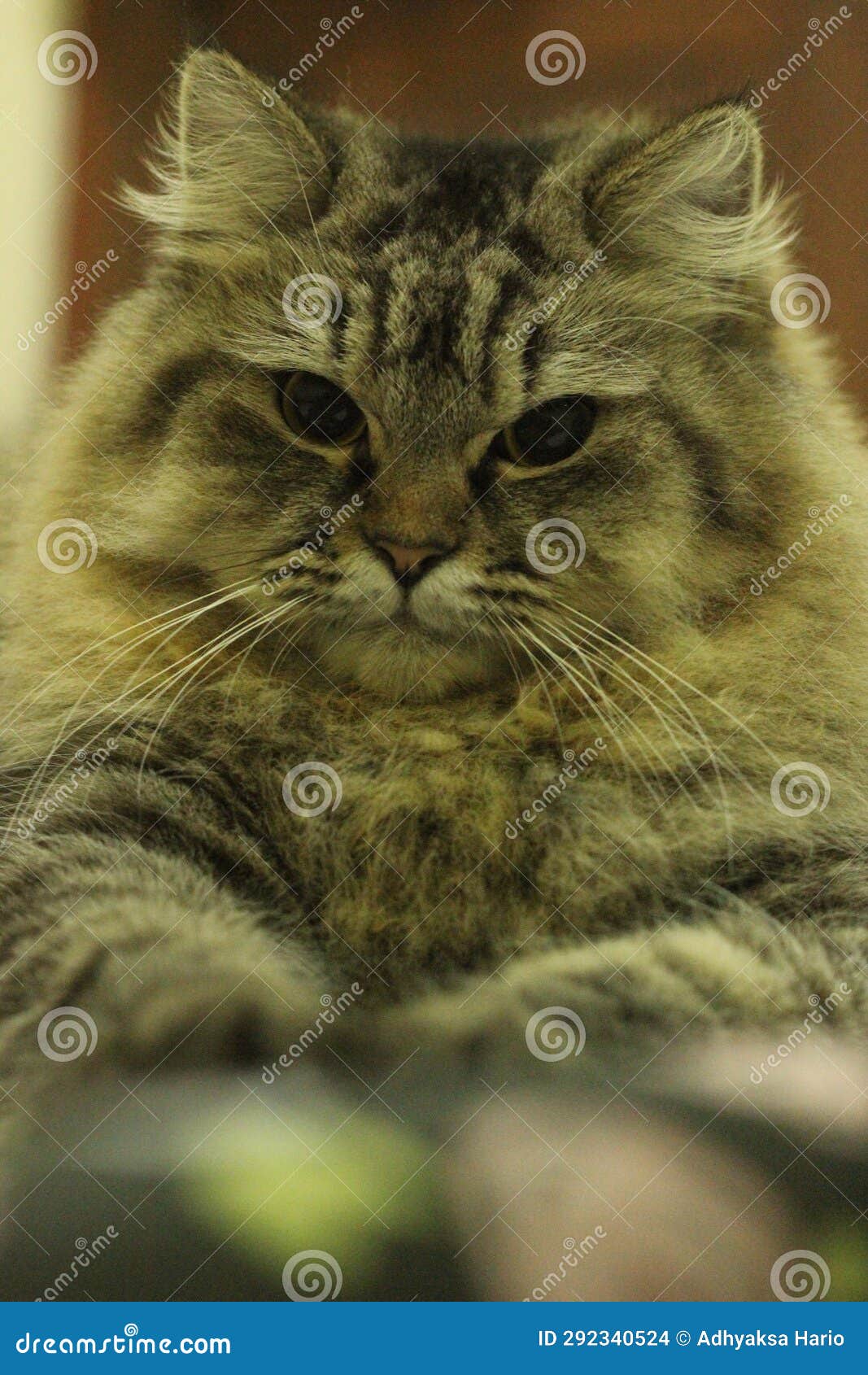 The cuby cat stock photo. Image of animal, cuby, nose - 292340524