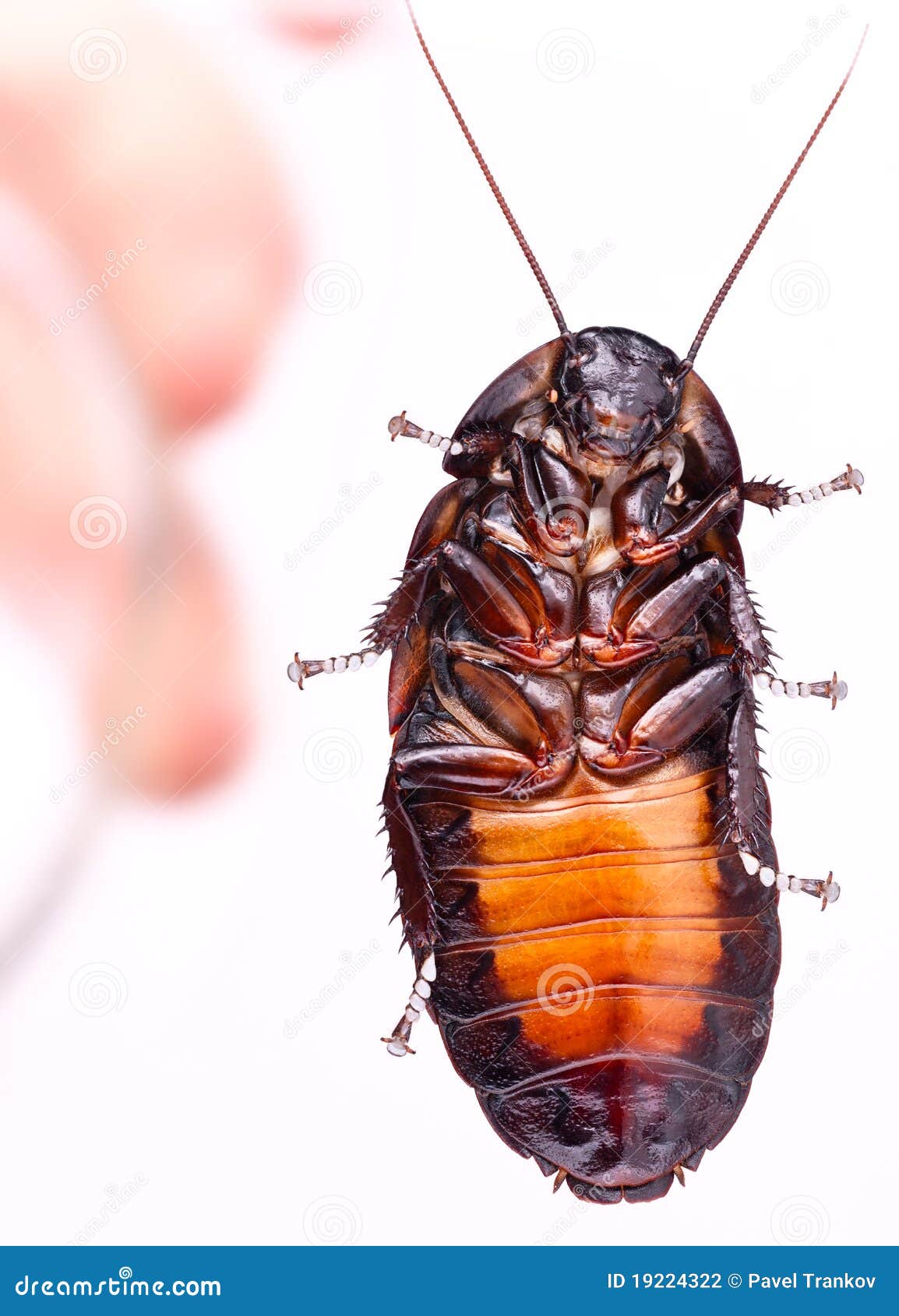 Cucaracha foto de archivo. Imagen de invertebrado, aislado - 19224322