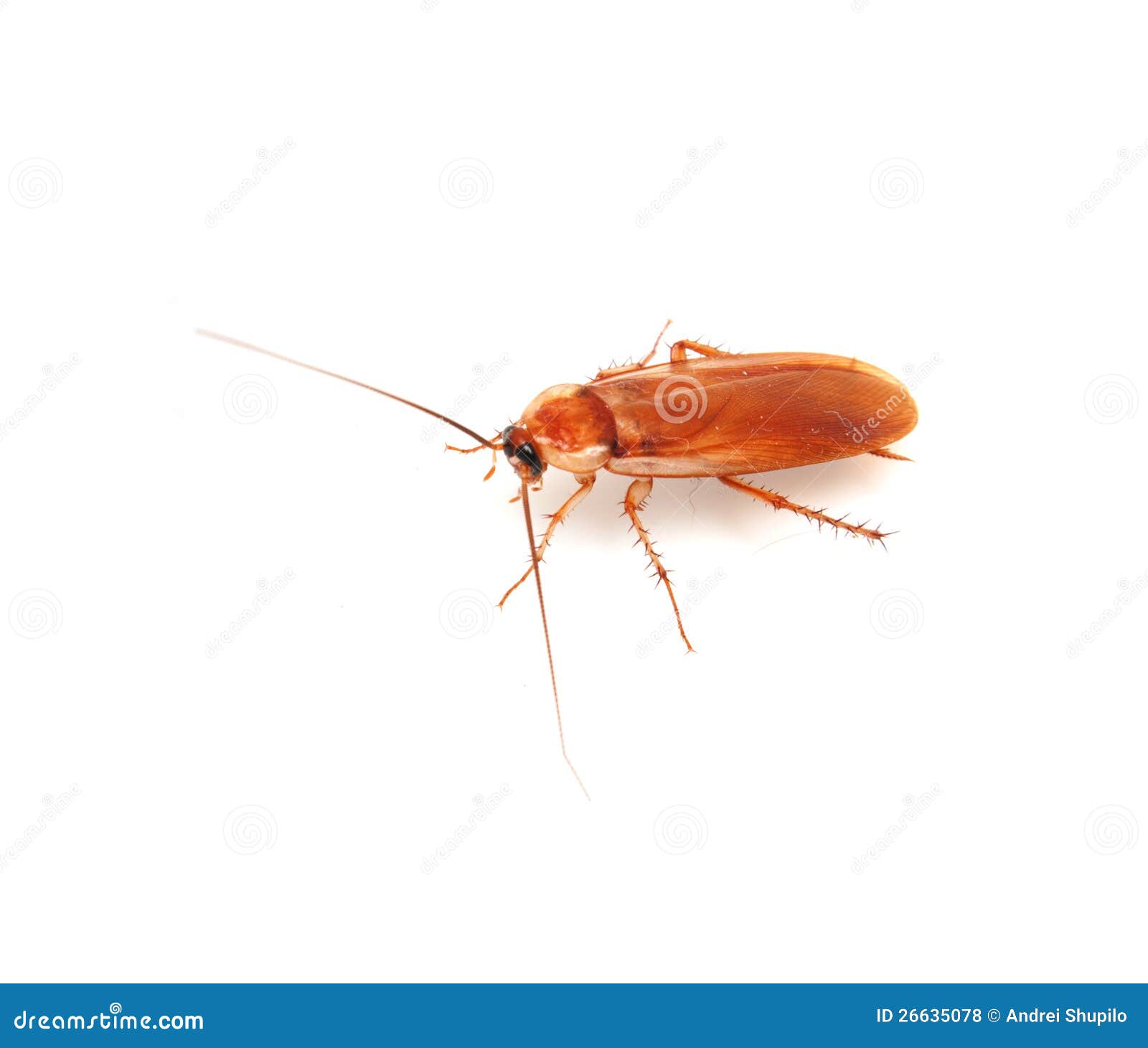 Cucaracha Fotos de archivo libres de regalías - Imagen: 26635078