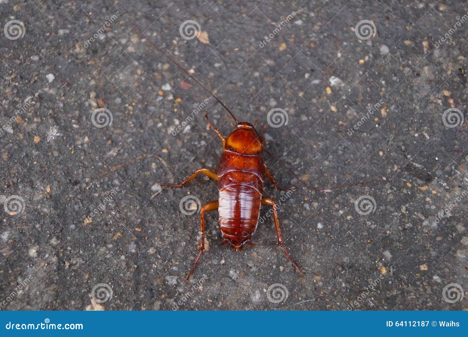 Cucaracha imagen de archivo. Imagen de criaturas, cucarachas - 64112187