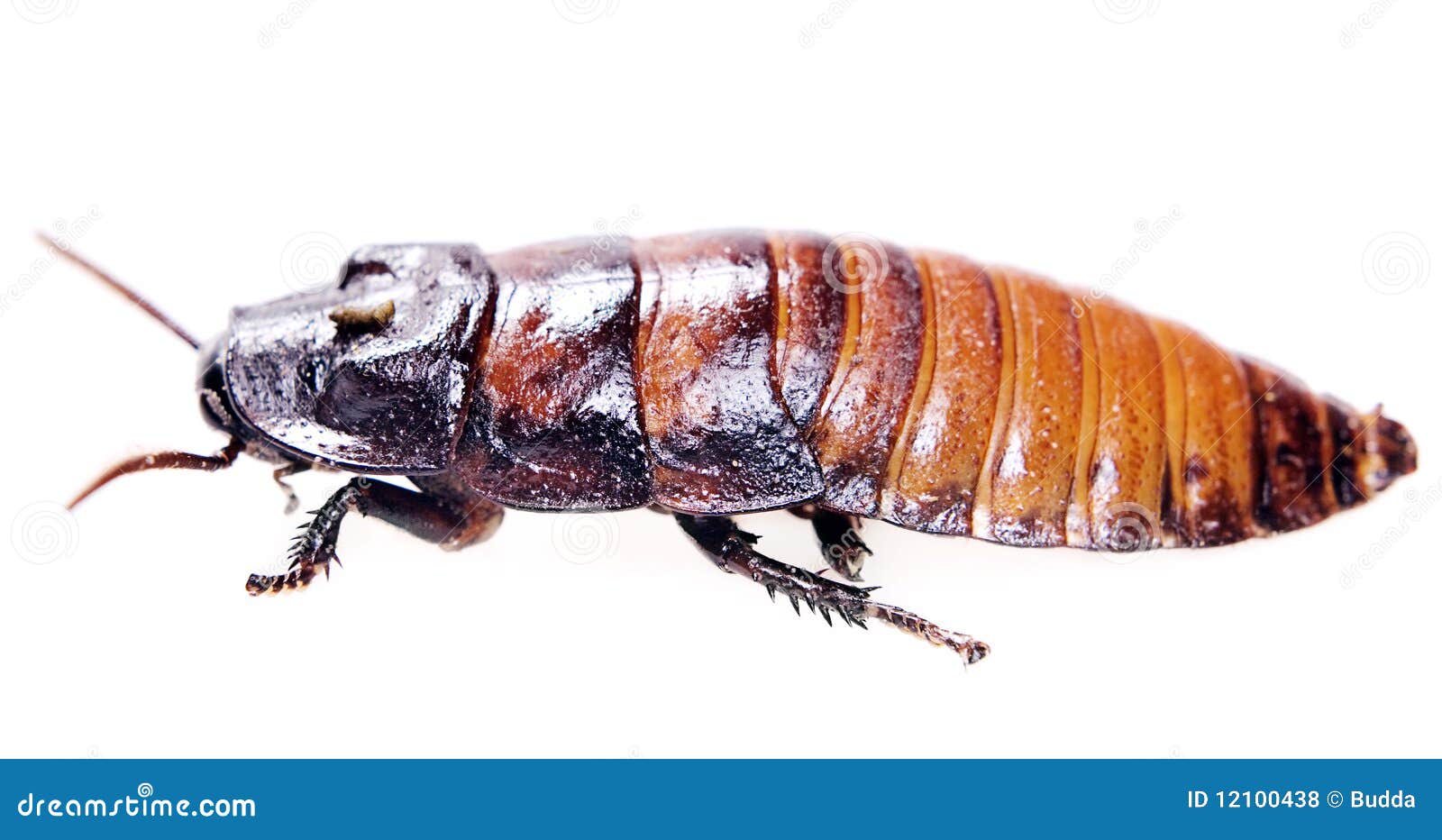 Cucaracha aislada foto de archivo. Imagen de silbido - 12100438