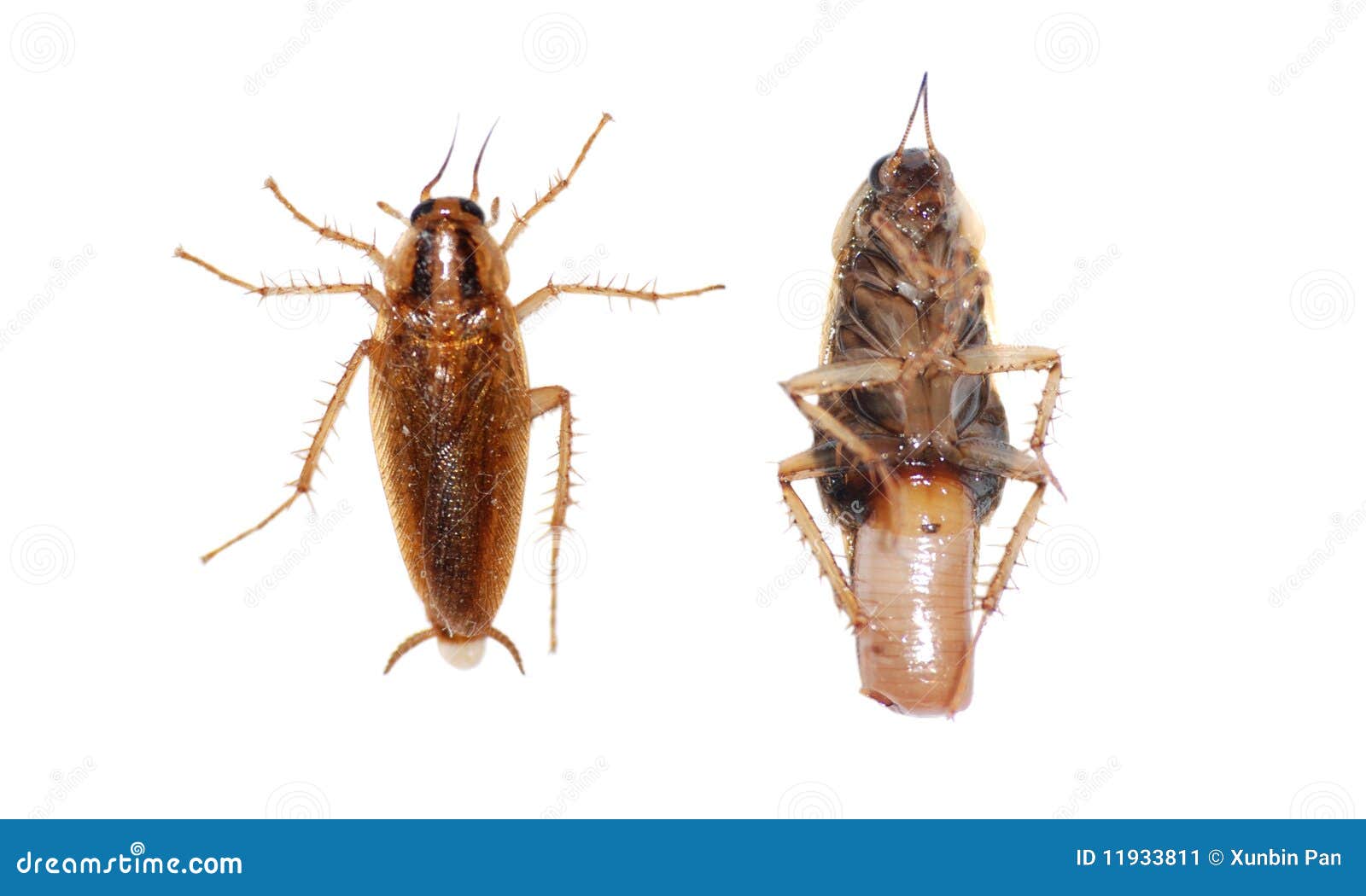 Cucaracha del insecto imagen de archivo. Imagen de melenudo - 11933811