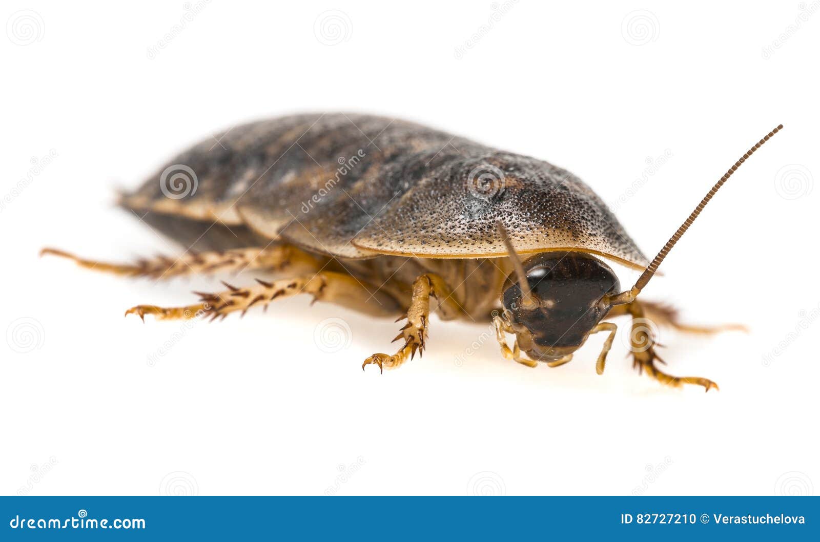 Cucaracha - Dubia De Blaptica Foto de archivo - Imagen de control ...