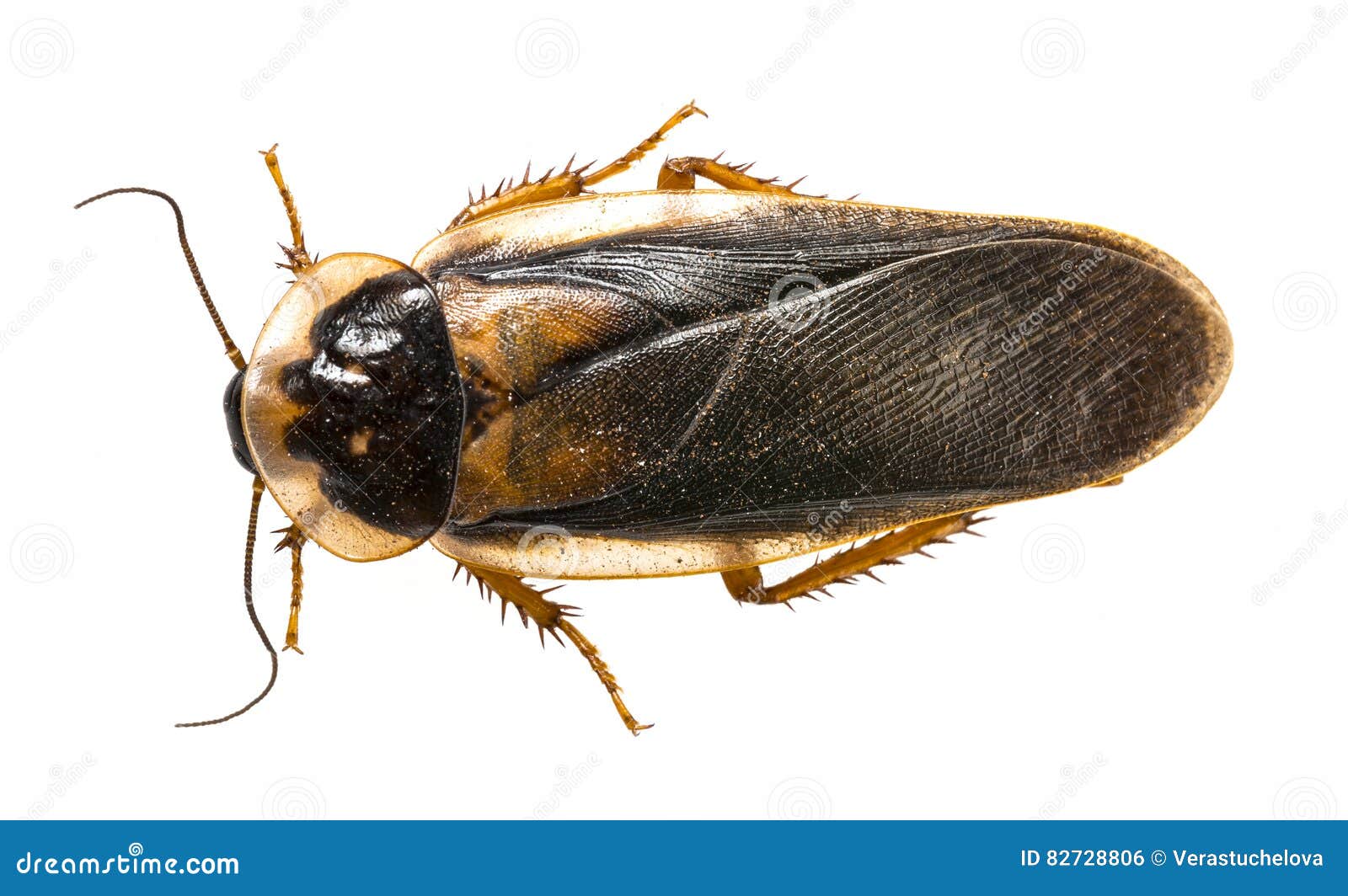 Cucaracha - Dubia De Blaptica Foto de archivo - Imagen de insecto ...