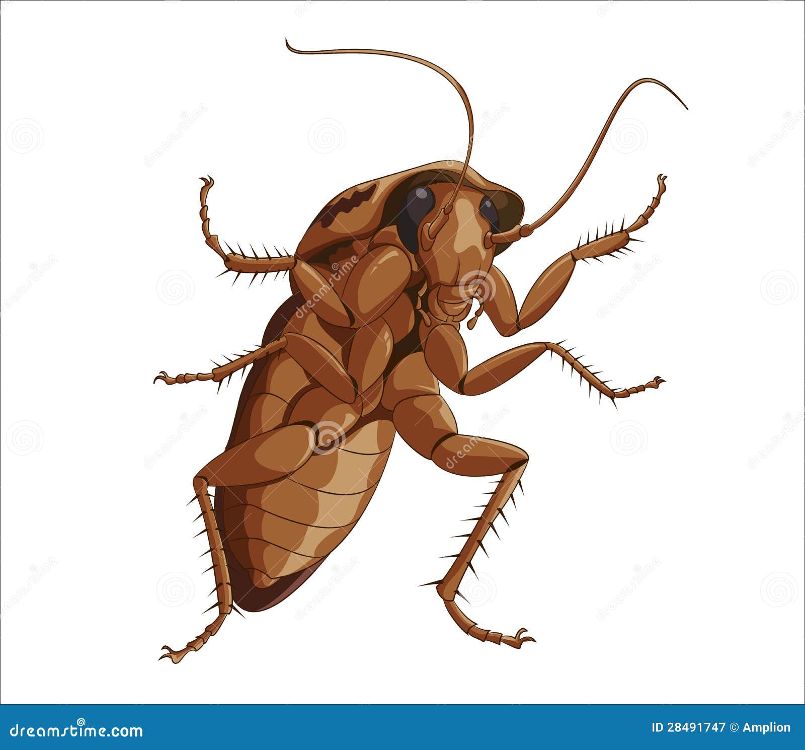 Cucaracha Ilustraciones Stock, Vectores, Y Clipart – (7,625 ...
