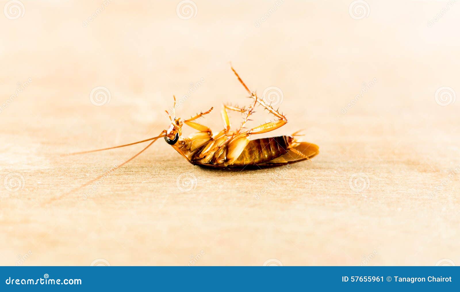 Cucaracha, insecto imagen de archivo. Imagen de arrastre - 57655961