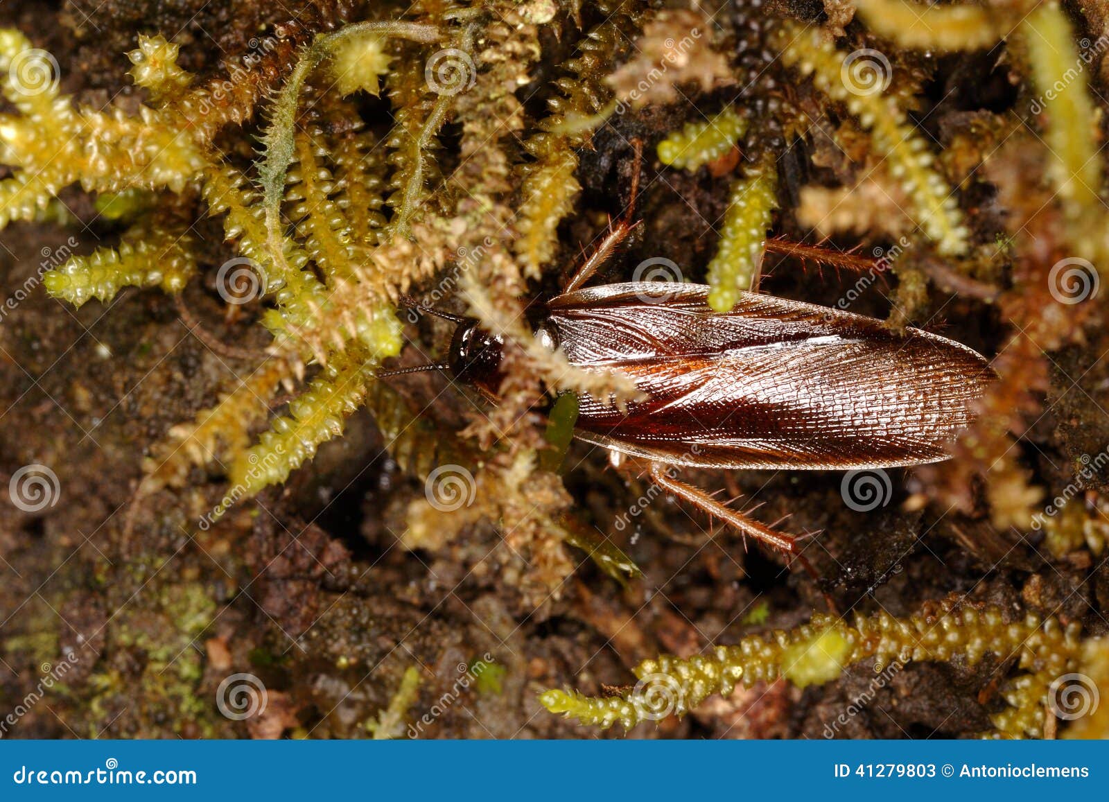 Cucaracha Que Oculta En Plantas Imagen de archivo - Imagen de ...