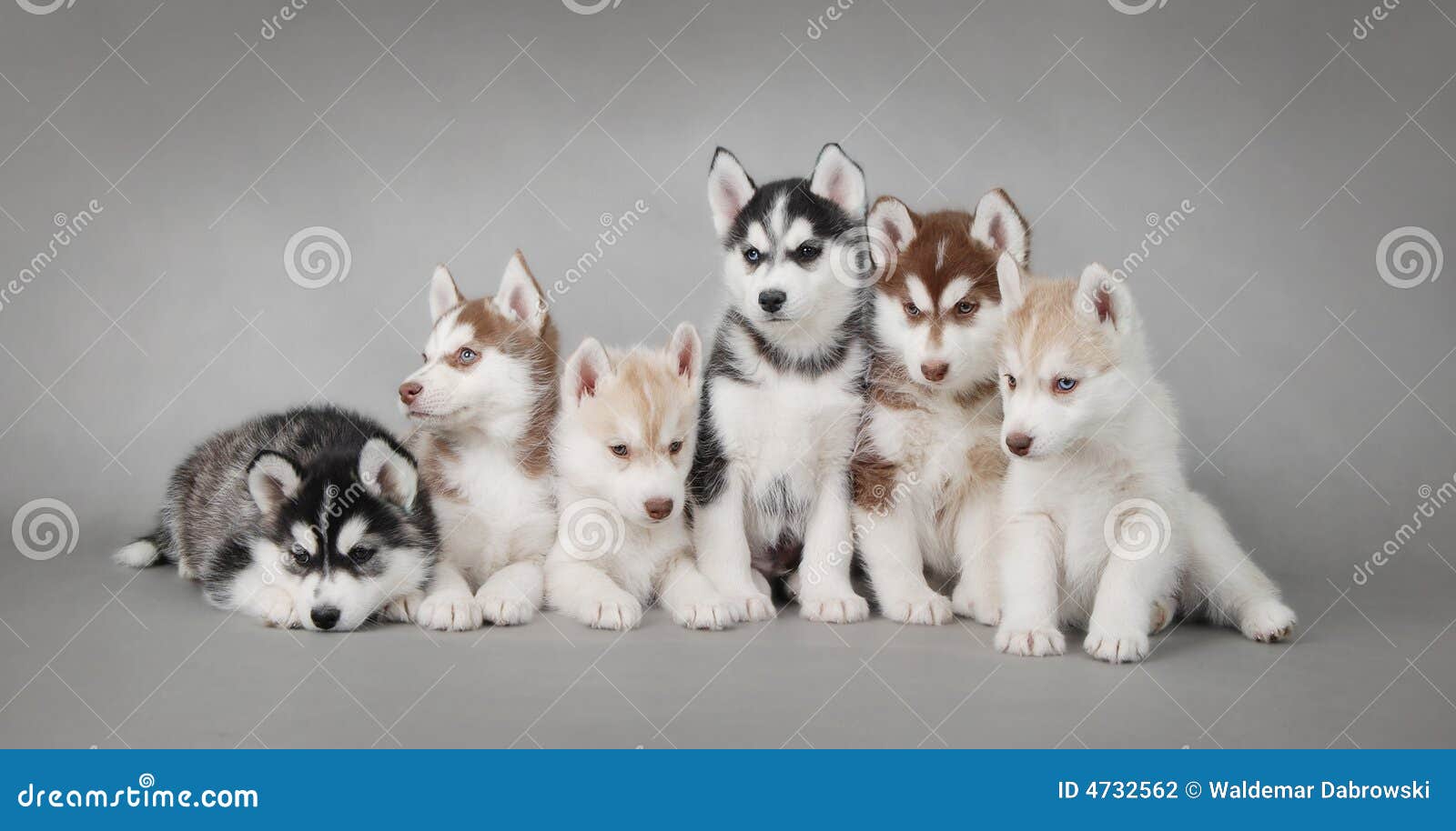 Cuccioli Del Cane Del Husky Fotografia Stock - Immagine di qualità ...