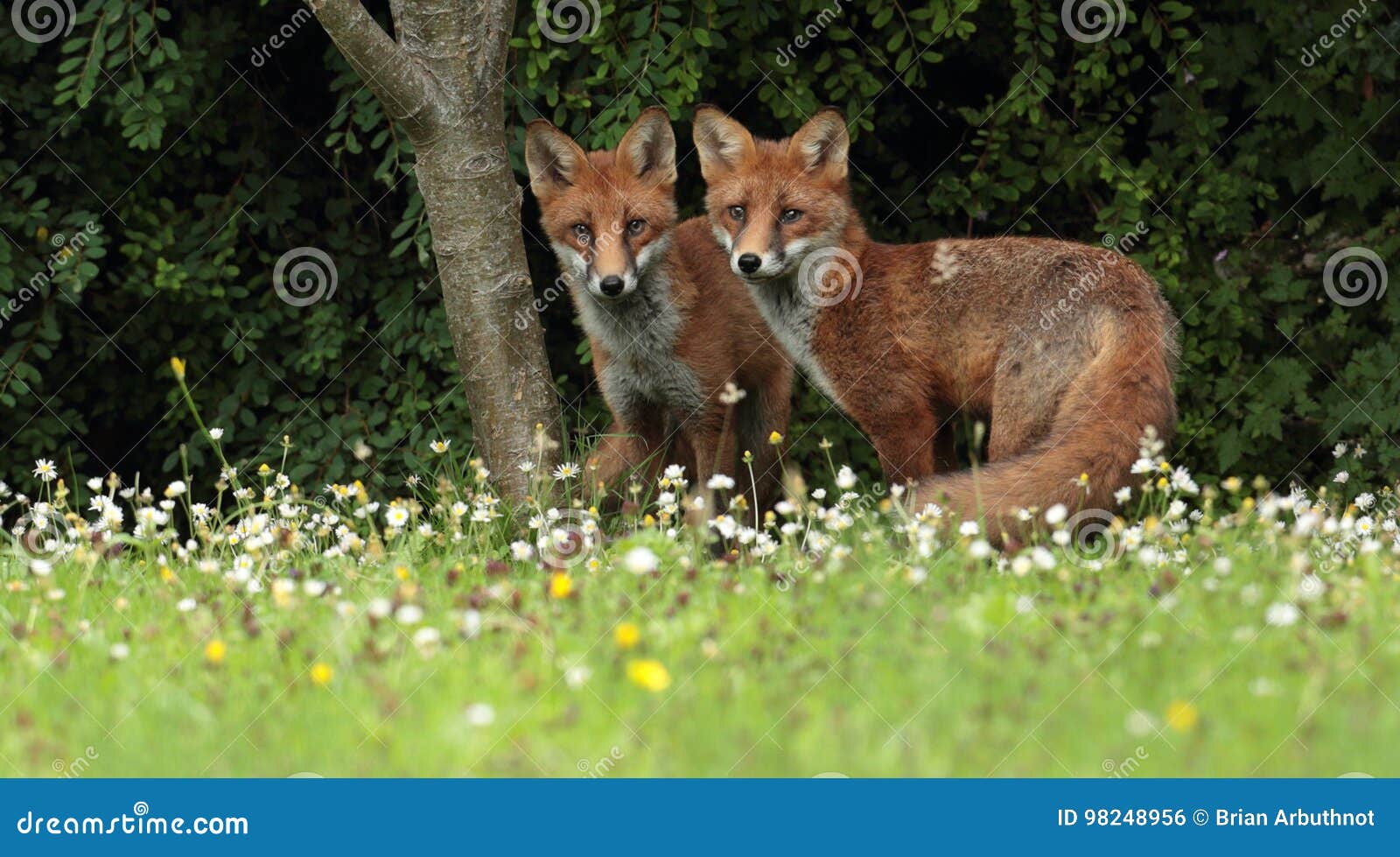 Cuccioli della volpe rossa fotografia stock. Immagine di erba - 98248956