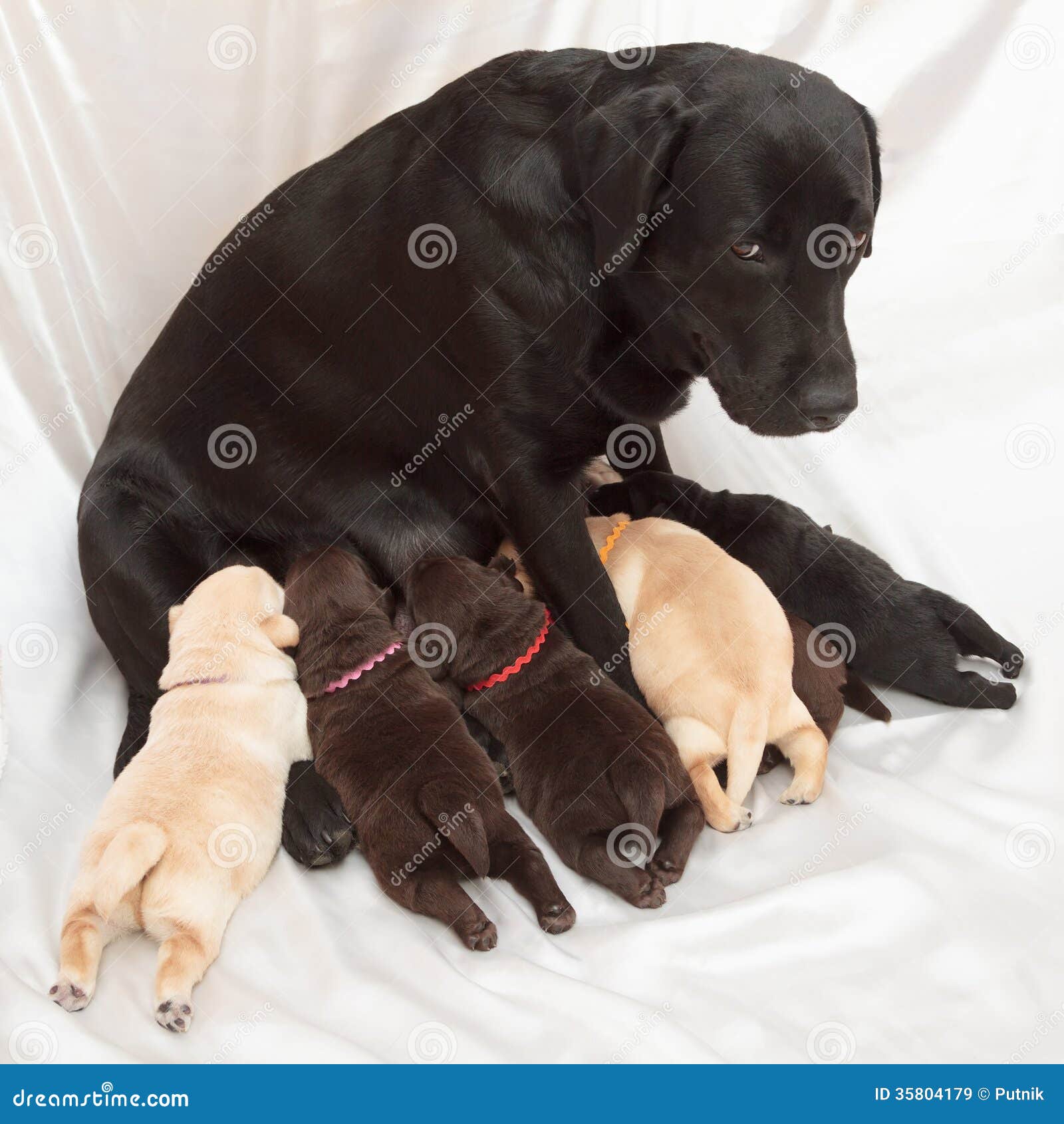 Cuccioli E Mamma Di Labrador Retriever Immagine Stock - Immagine di ...