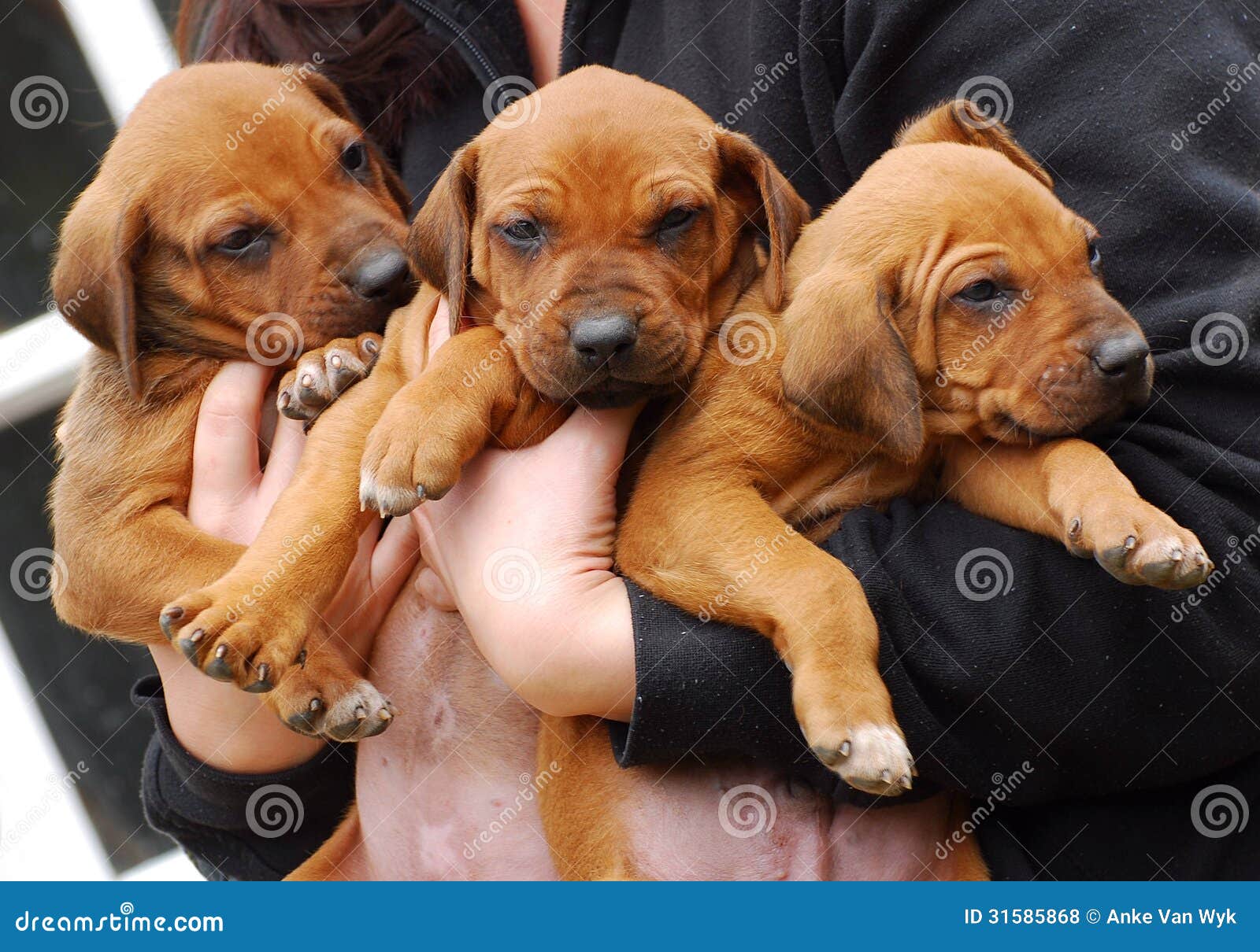 Cuccioli Svegli Di Rhodesian Ridgeback Fotografia Stock - Immagine di ...