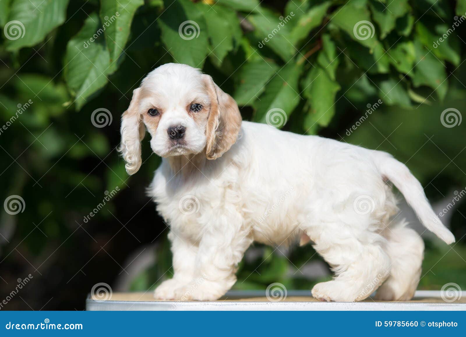 Cucciolo Bianco Di Cocker Spaniel Dell'americano Fotografia Stock ...