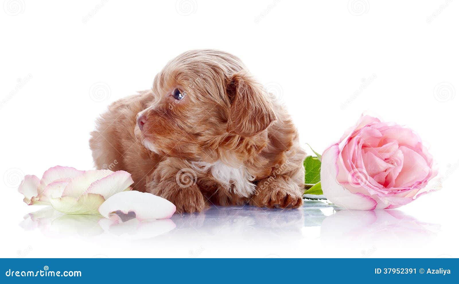Cucciolo con una rosa immagine stock. Immagine di affettuoso - 37952391