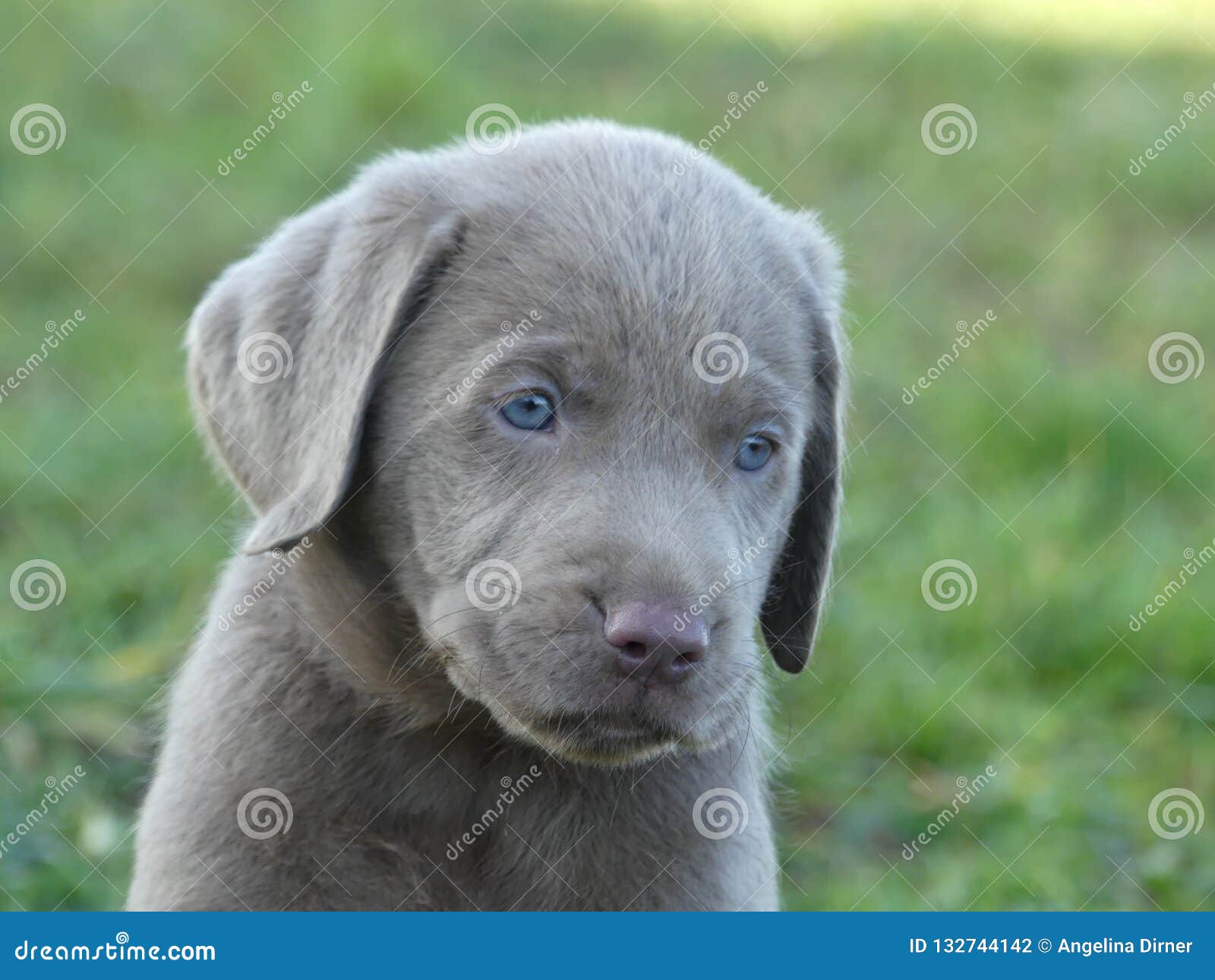 Cucciolo D'argento Di Labrador Retriever Fotografia Stock - Immagine di ...