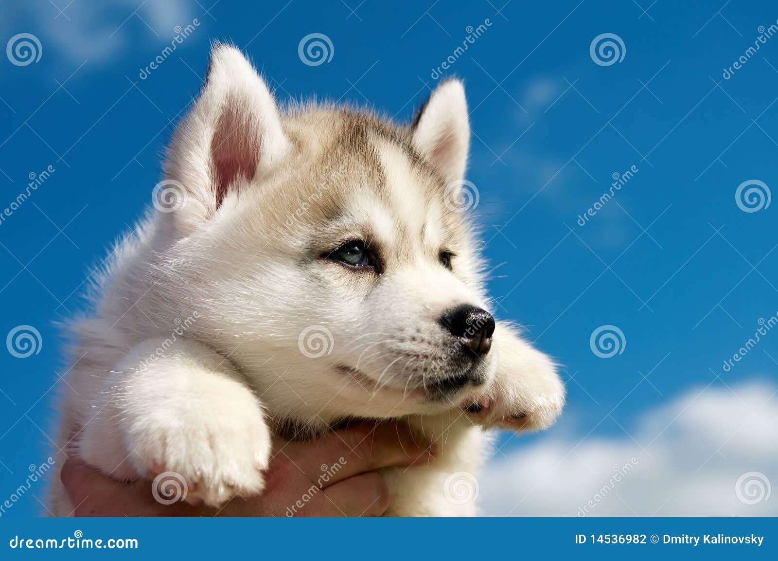 Cucciolo Del Cane Del Husky Siberiano Fotografia Stock - Immagine di ...