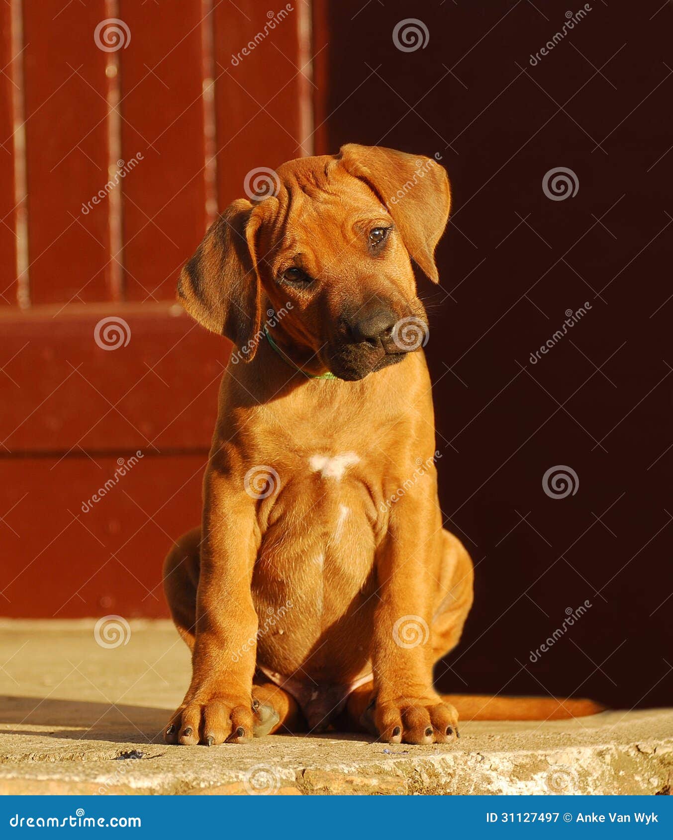 Cucciolo Del Cane Di Rhodesian Ridgeback Immagine Stock - Immagine di ...