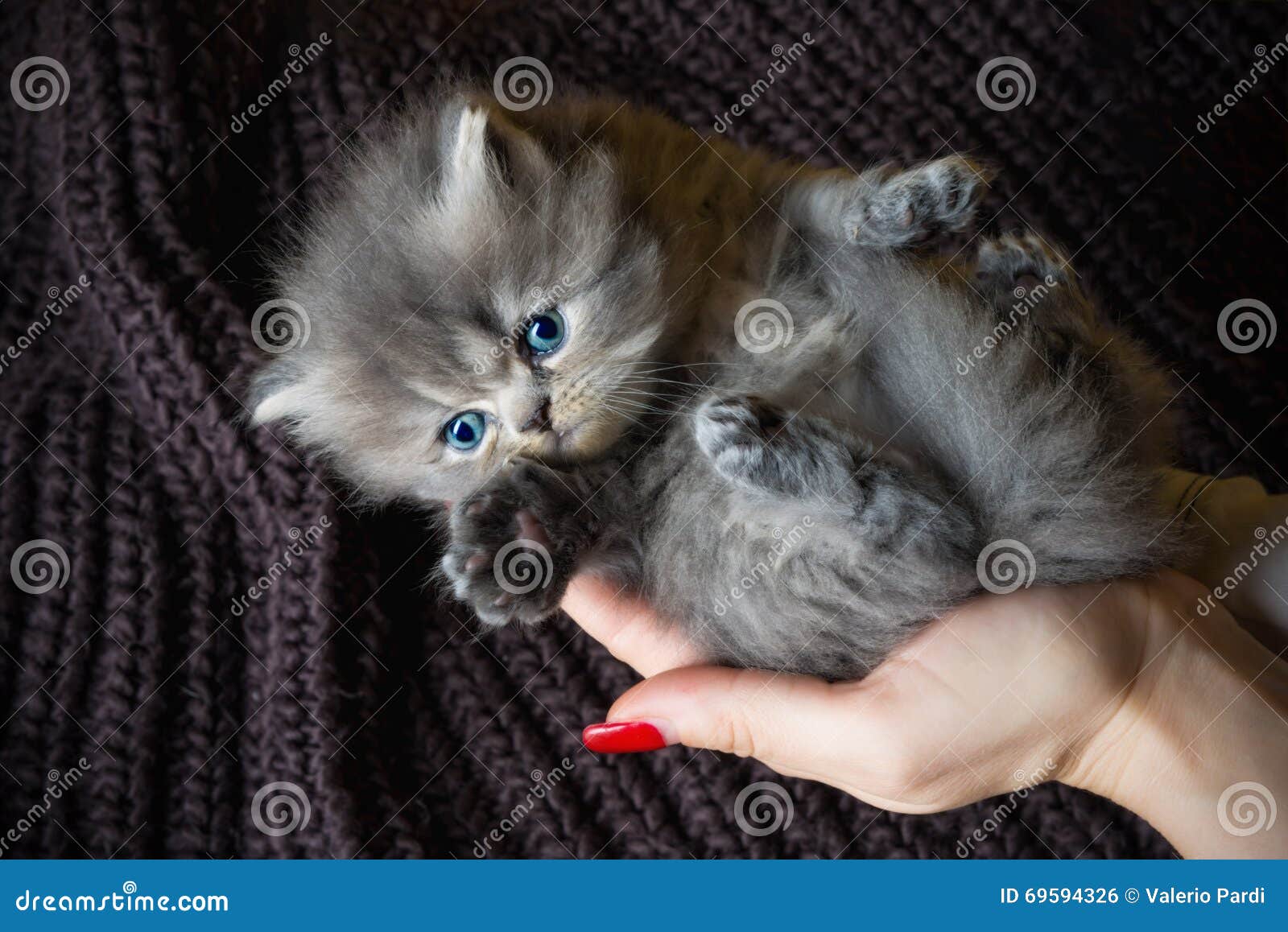 Cucciolo Del Gatto Persiano Fotografia Stock - Immagine di amico ...