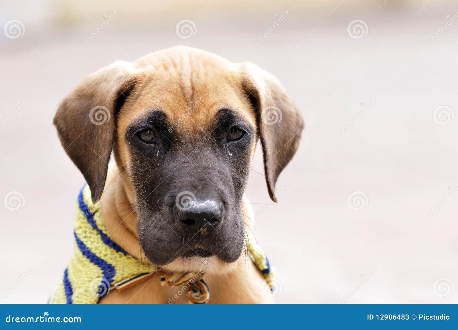 Cucciolo del grande danese immagine stock. Immagine di animale - 12906483