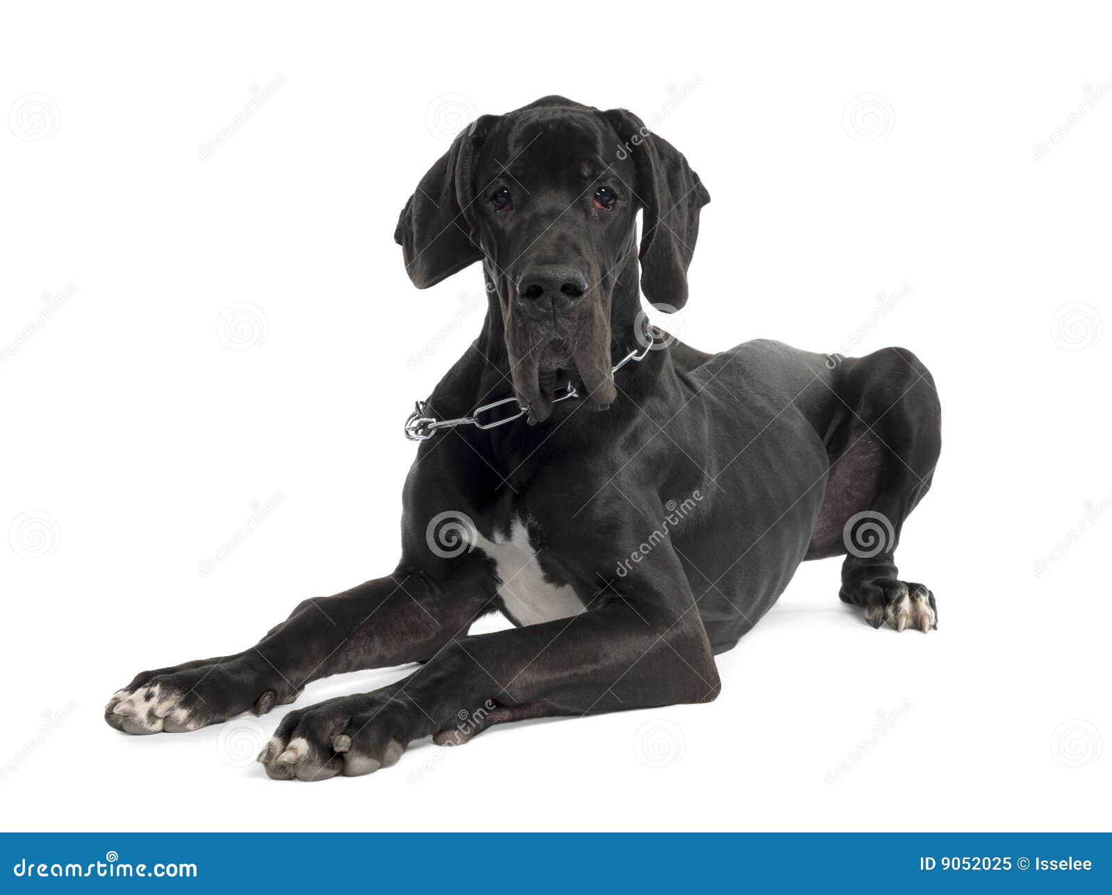 Cucciolo Del Grande Danese (7 Mesi) Immagine Stock - Immagine di bianco ...