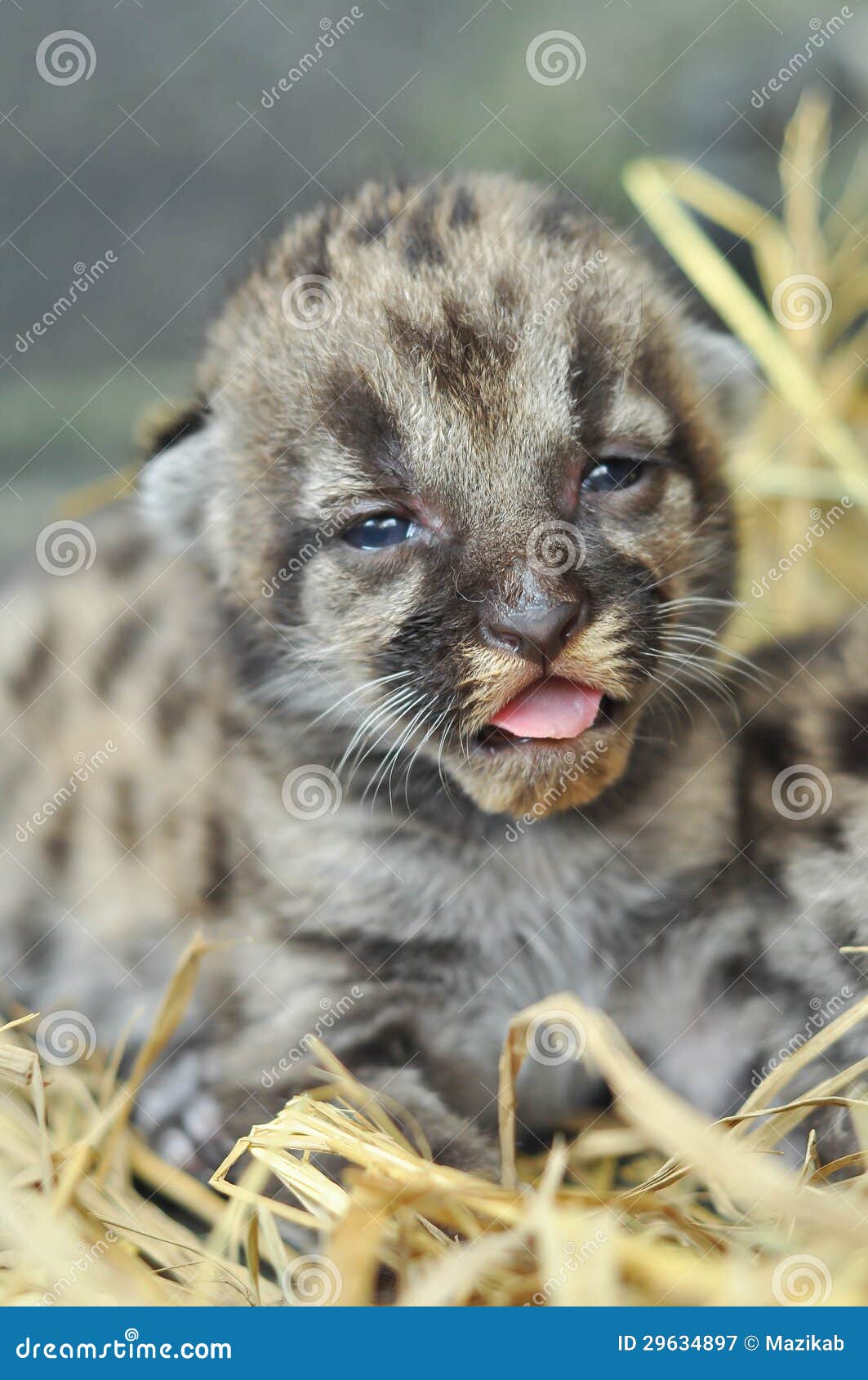 Cucciolo del puma immagine stock. Immagine di allarme - 29634897