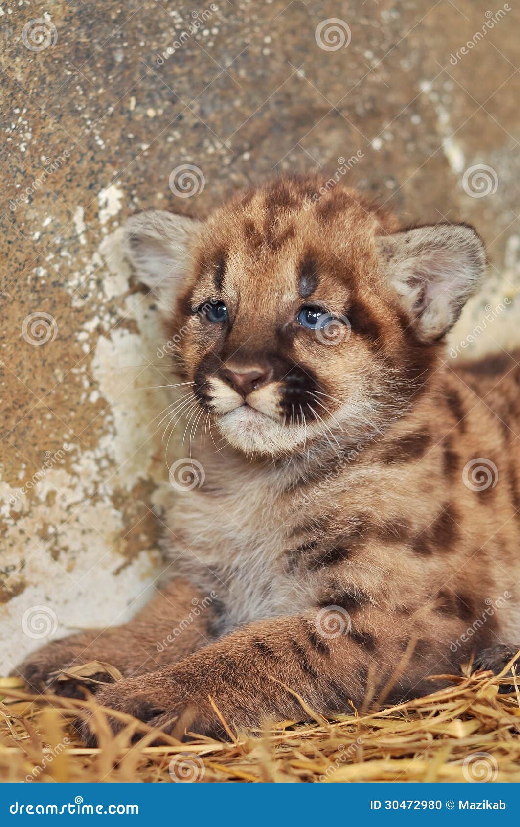 Cucciolo del puma fotografia stock. Immagine di leone - 30472980
