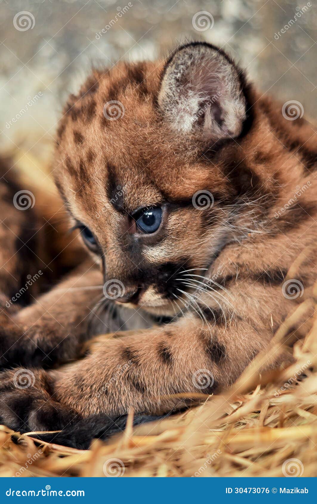 Cucciolo del puma fotografia stock. Immagine di affascinante - 30473076