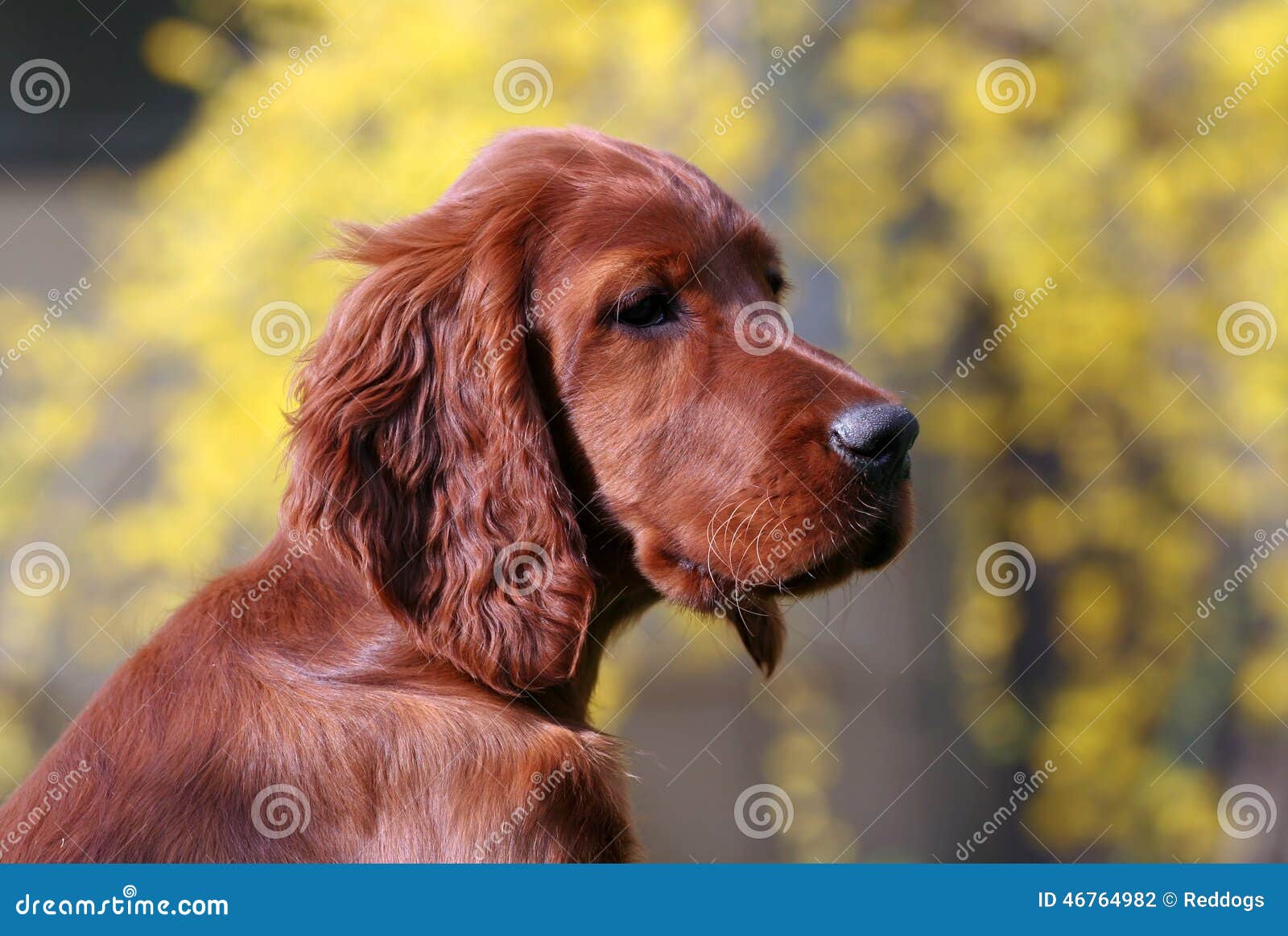 Cucciolo Del Setter Irlandese Fotografia Stock - Immagine di ...
