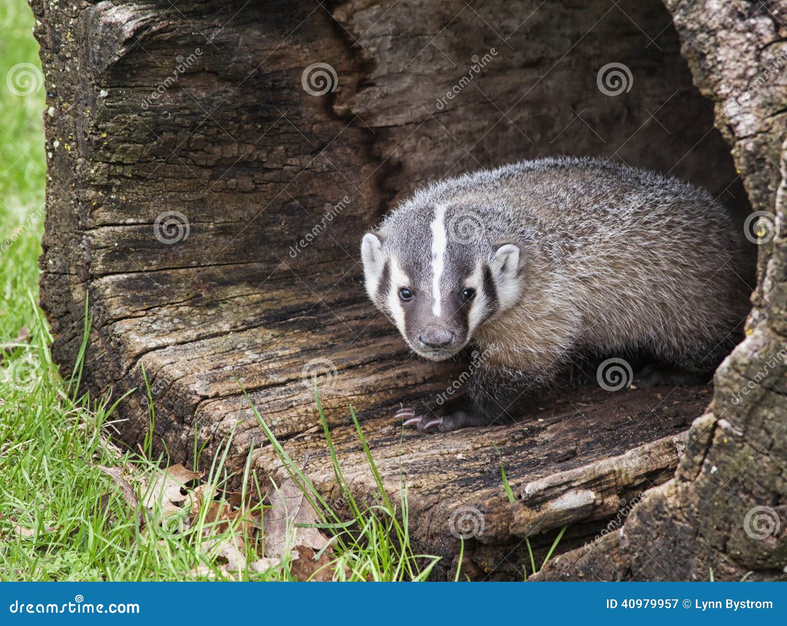 Cucciolo Del Tasso Americano Immagine Stock - Immagine di tessitura ...