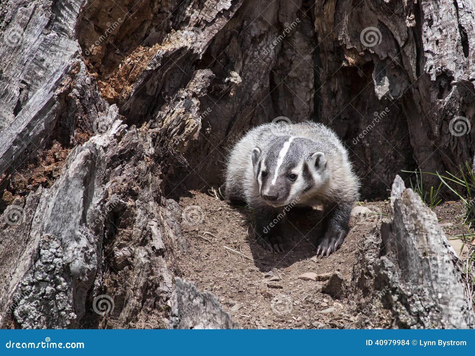 Cucciolo Del Tasso Americano Fotografia Stock - Immagine di zappatore ...