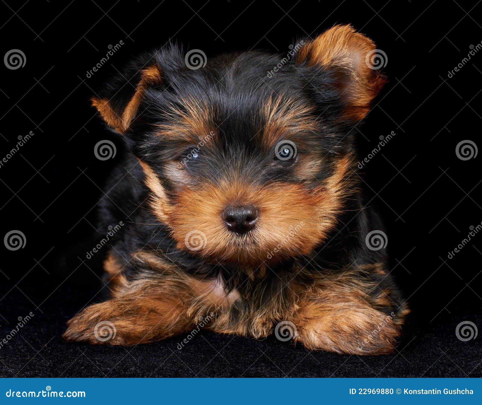 Cucciolo Del Terrier Di Yorkshire Sul Nero Fotografia Stock - Immagine ...