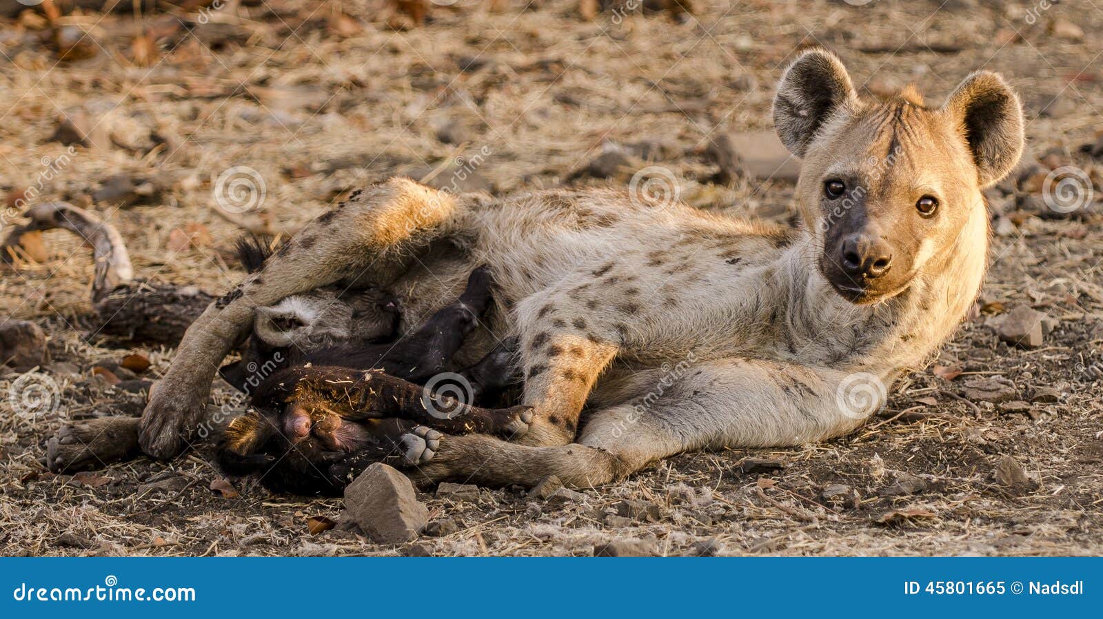 Cucciolo dell'iena immagine stock. Immagine di africa - 45801665