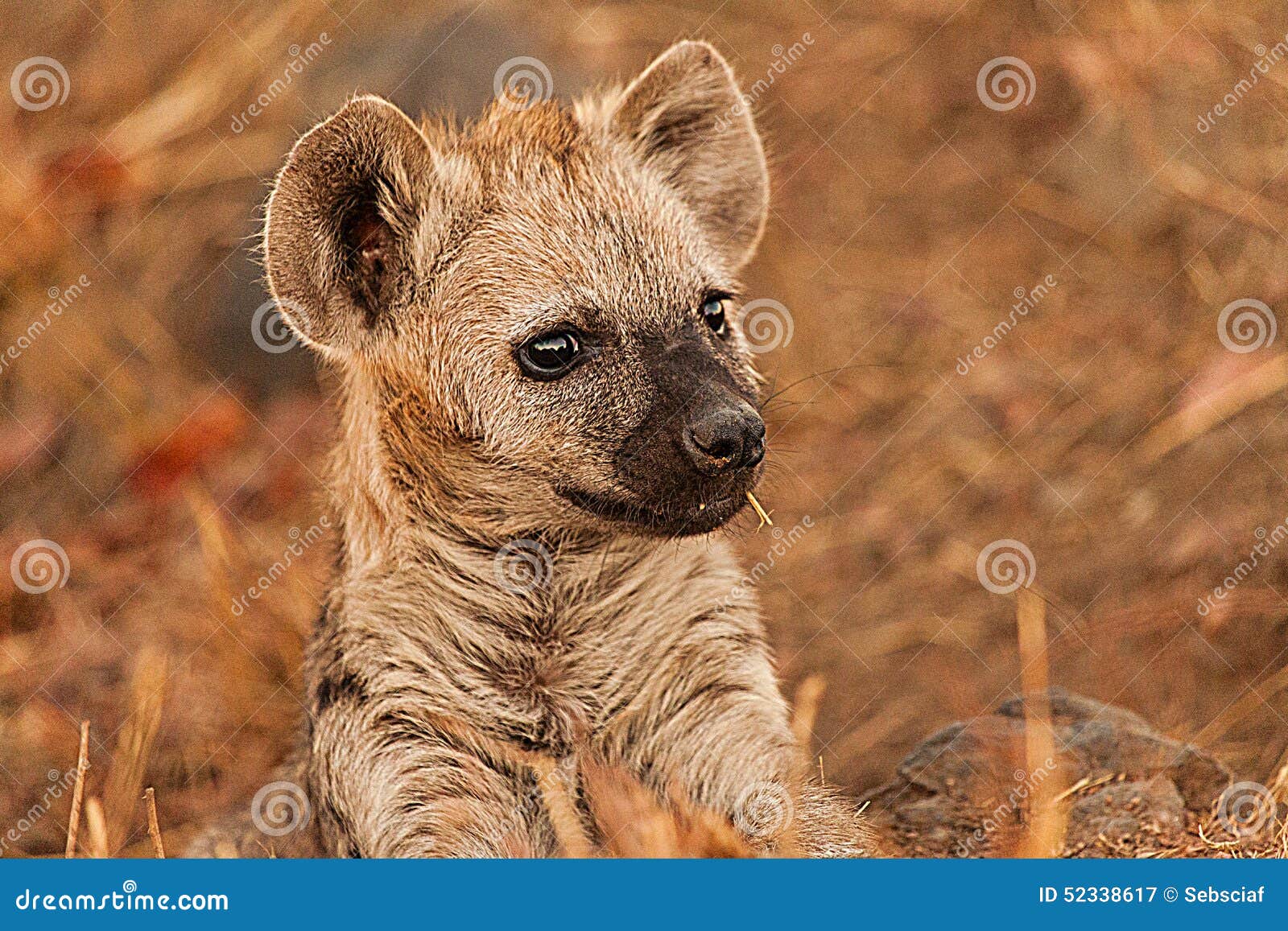 Cucciolo dell'iena immagine stock. Immagine di cespuglio - 52338617