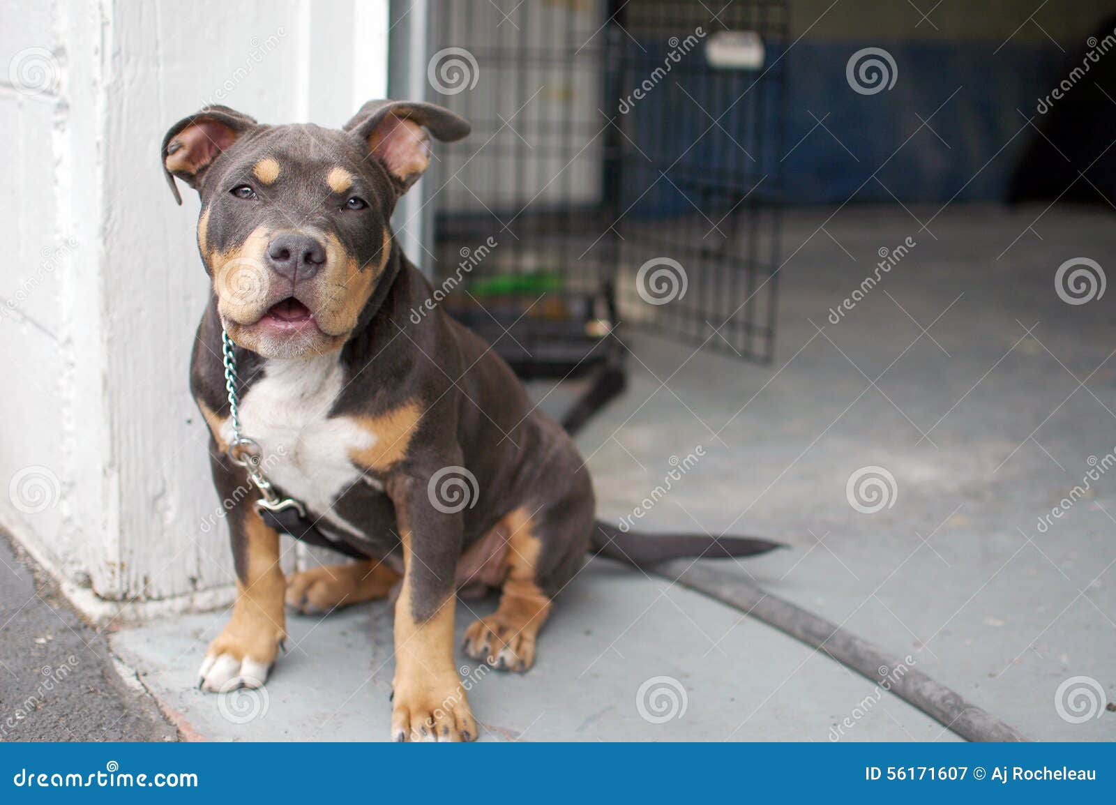 Cucciolo Della Miscela Di Pitbull Immagine Stock - Immagine di ...