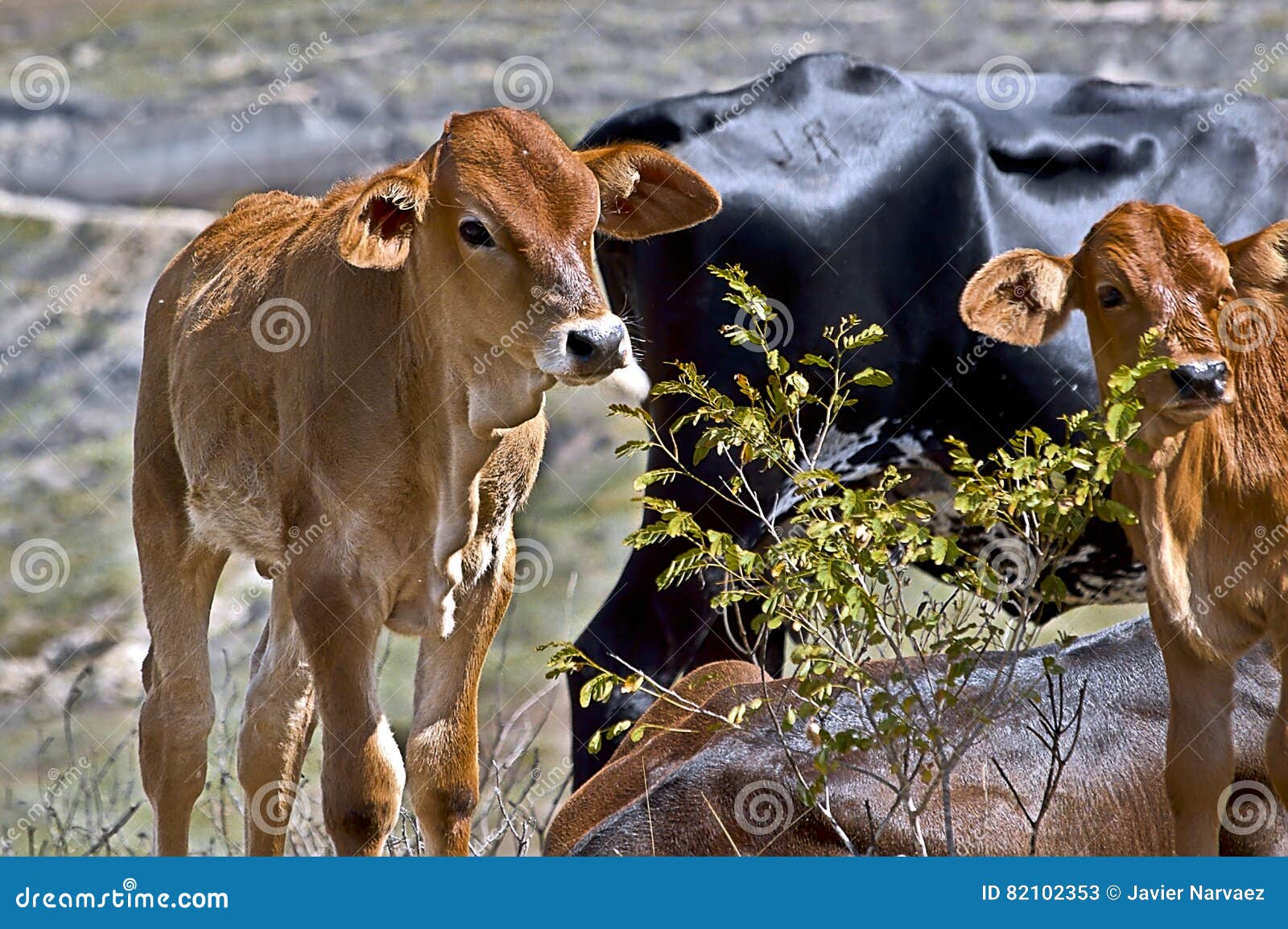 Cucciolo della mucca immagine stock. Immagine di immagine - 82102353
