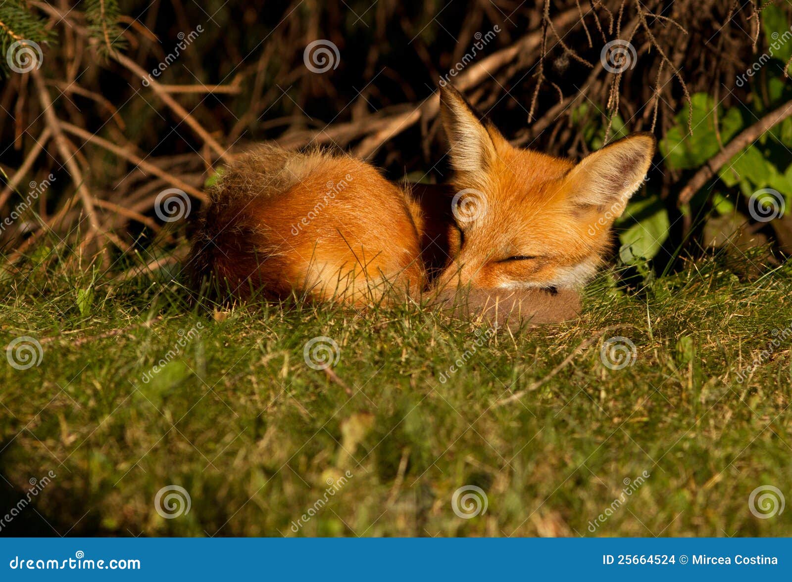 Cucciolo della volpe rossa fotografia stock. Immagine di orizzontale ...
