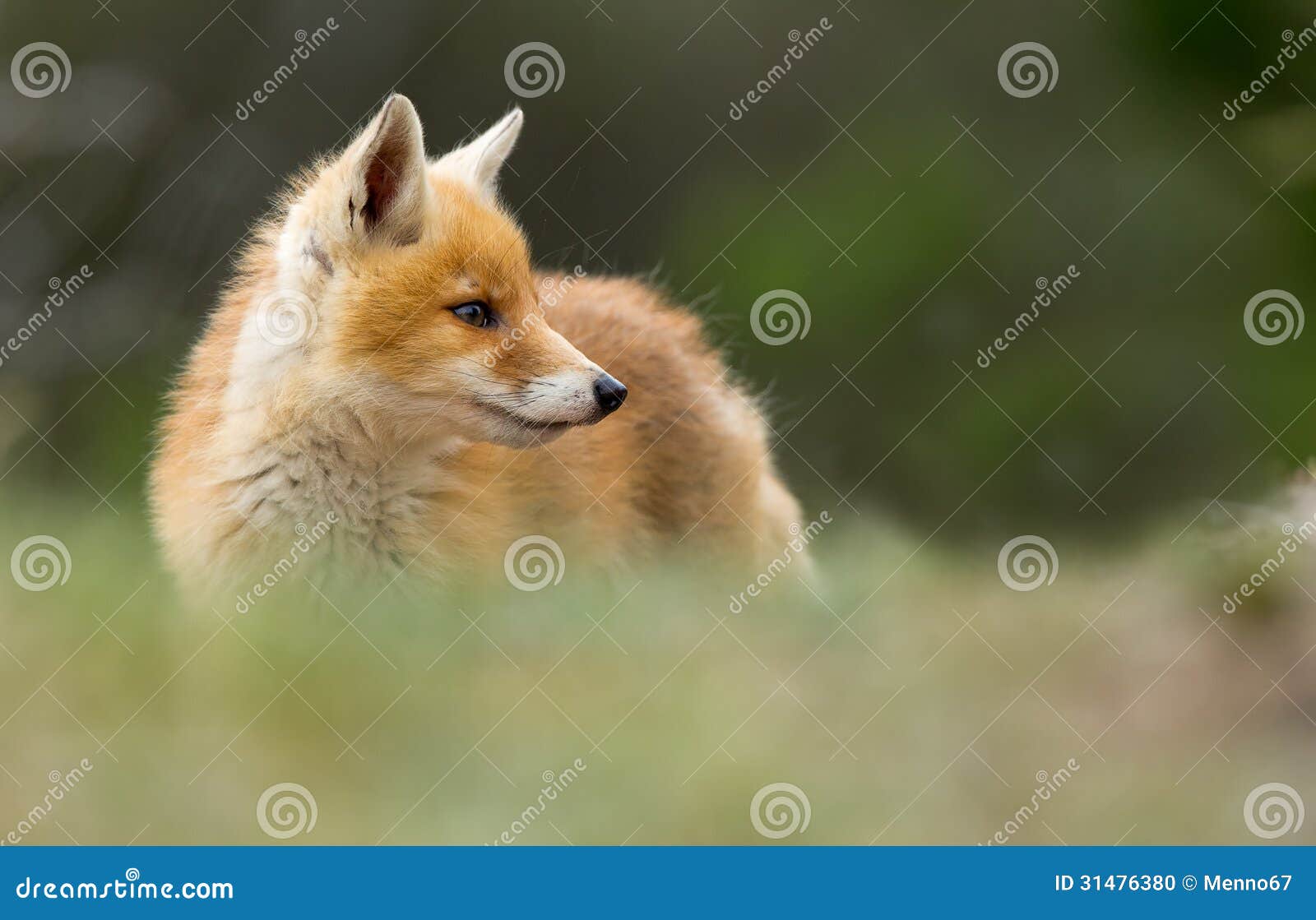 Cucciolo della volpe rossa fotografia stock. Immagine di faccia - 31476380
