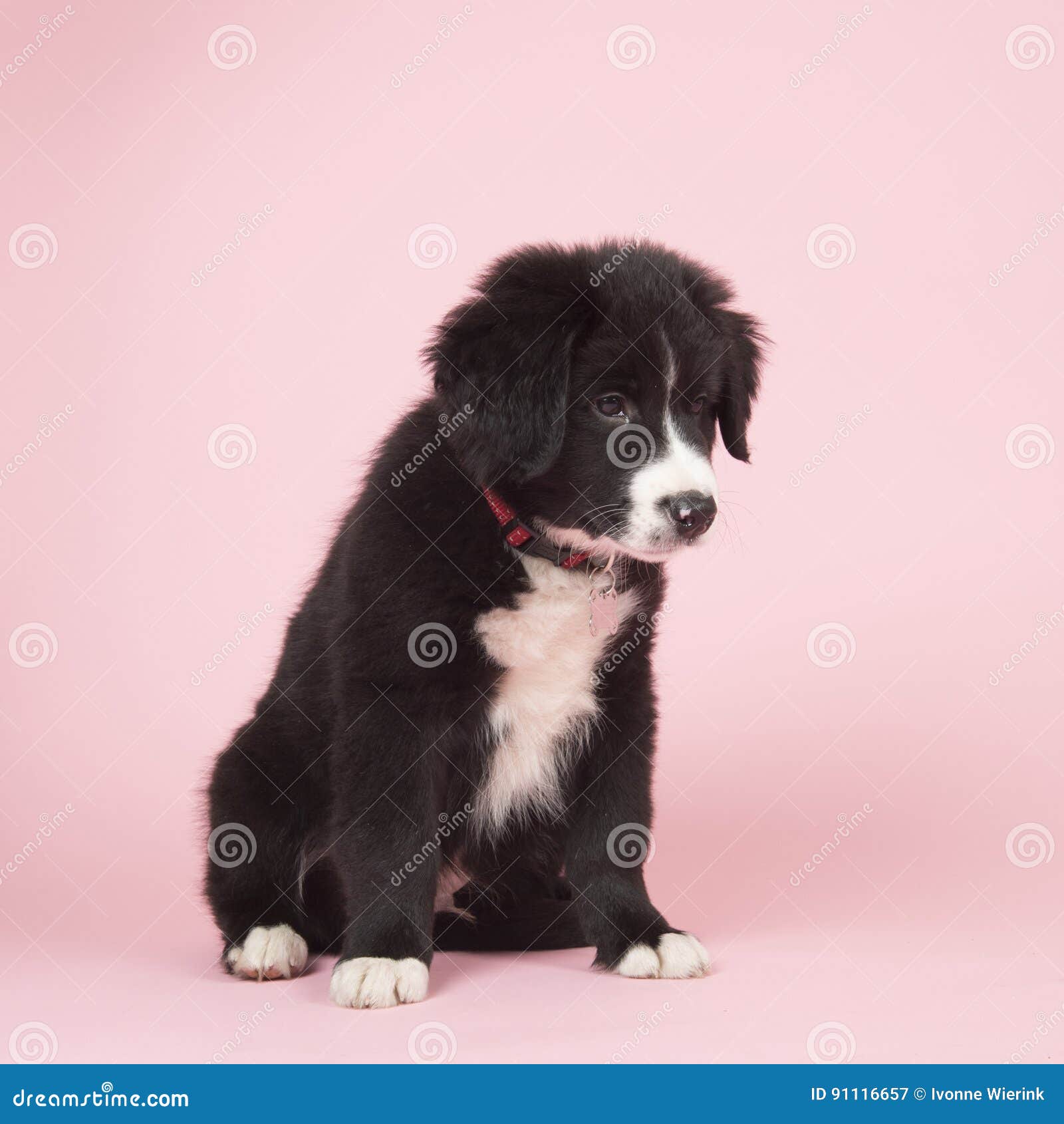 Cucciolo Di Border Collie Sul Rosa Immagine Stock - Immagine di seduta ...